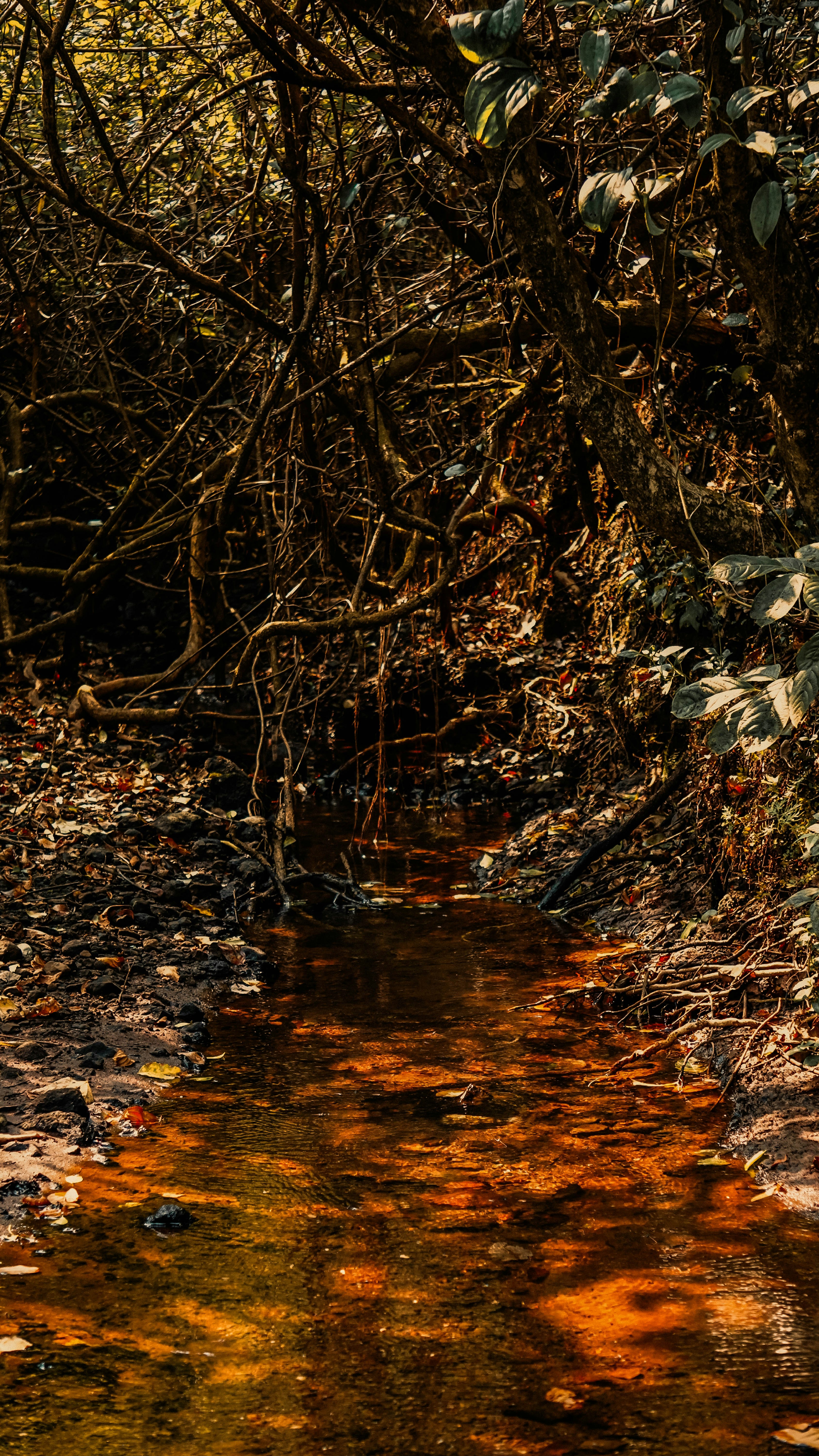 Whispers of the Hidden Stream