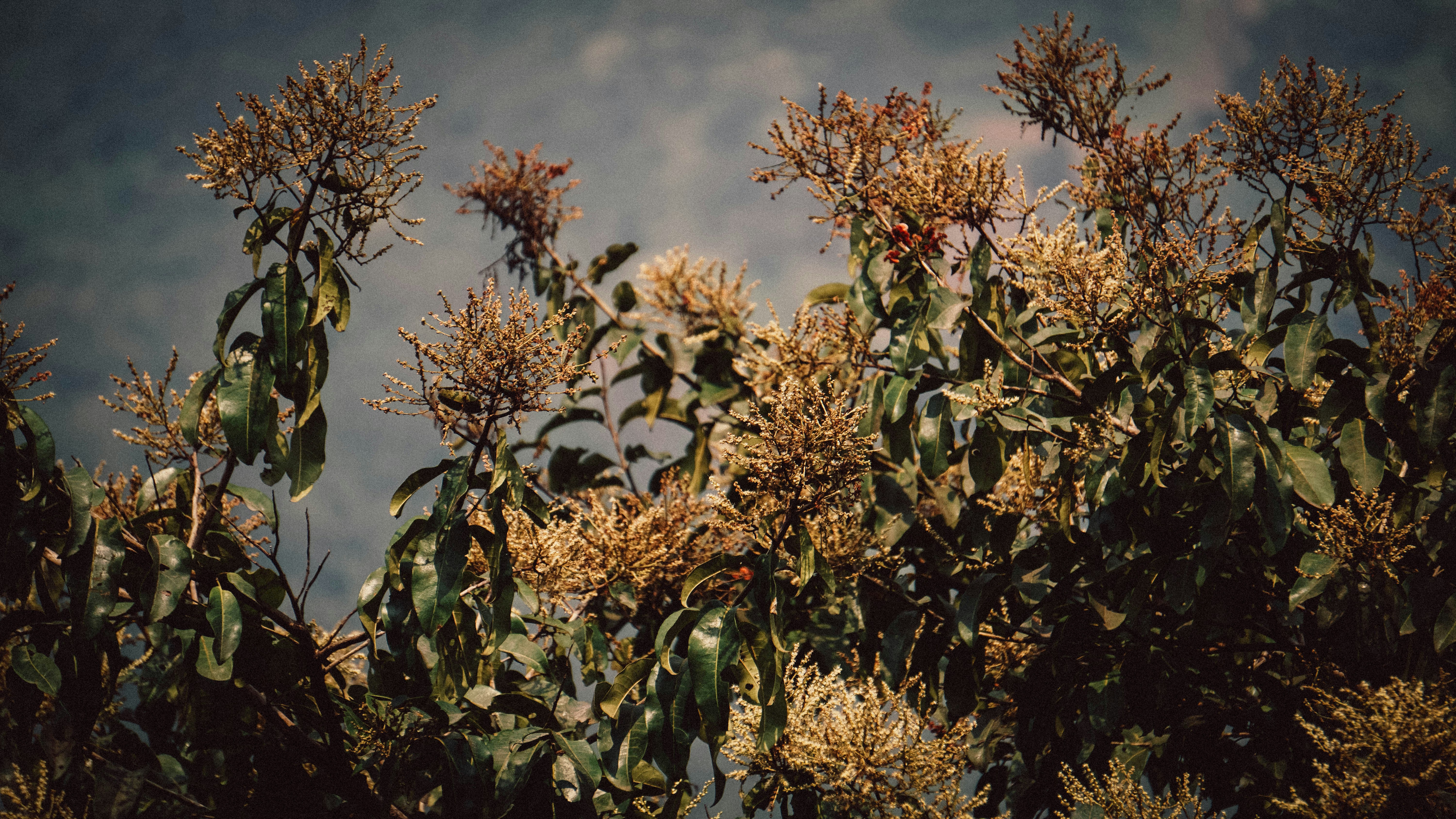 Clusters of dry flowers on green leafy branches