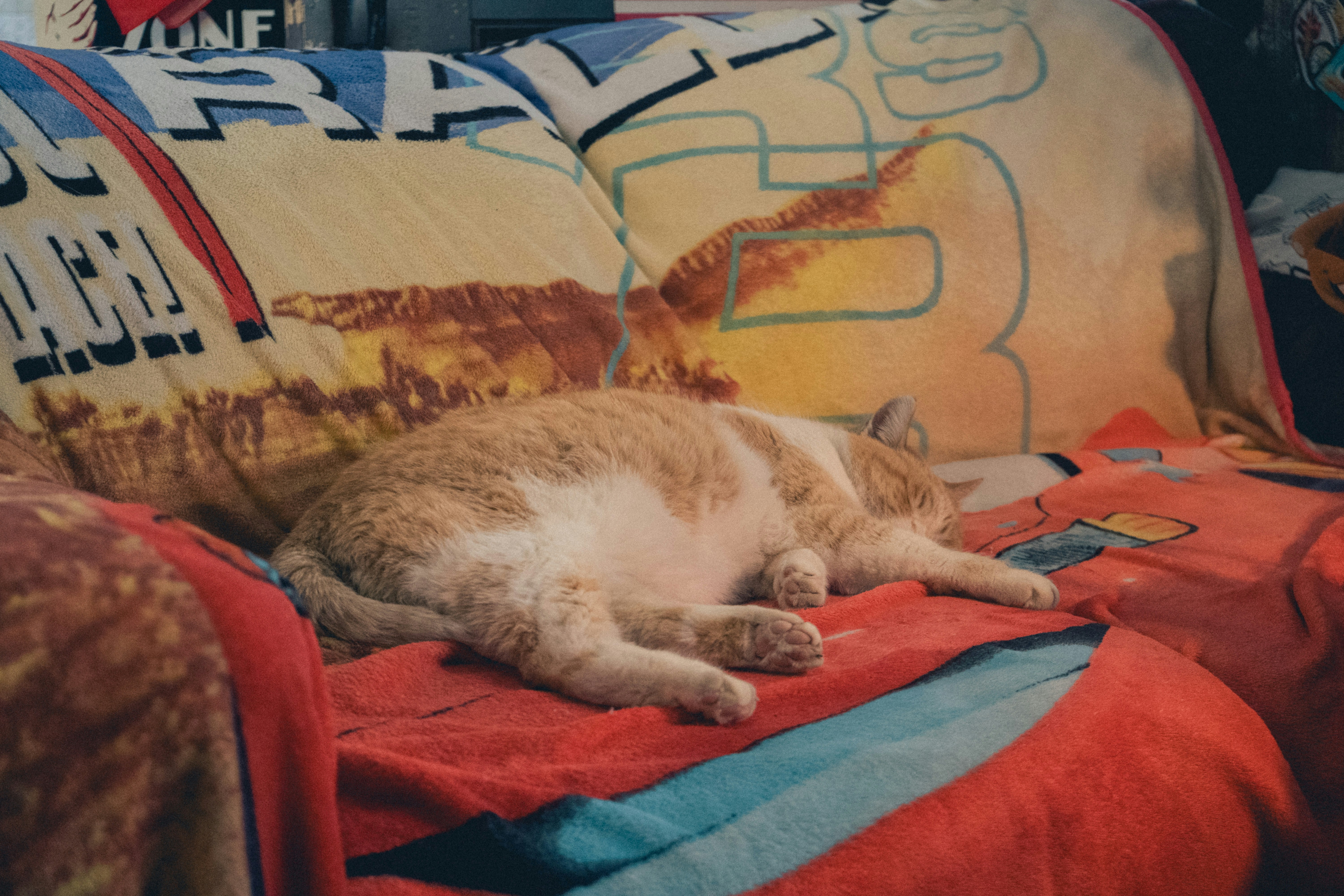 Chat orange et blanc dormant sur un canapé coloré. photo – Image ...