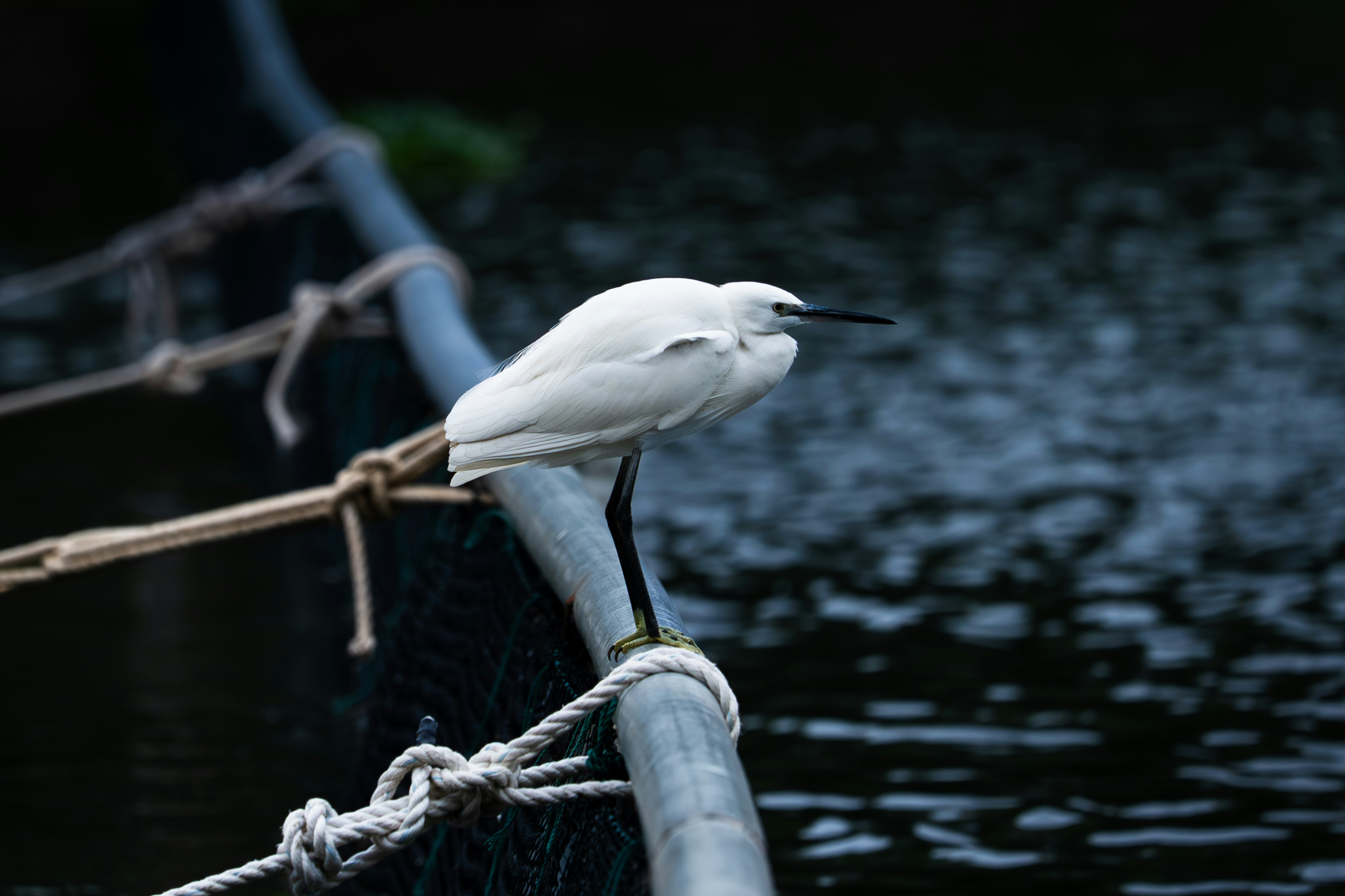 Elegance on the Water's Edge