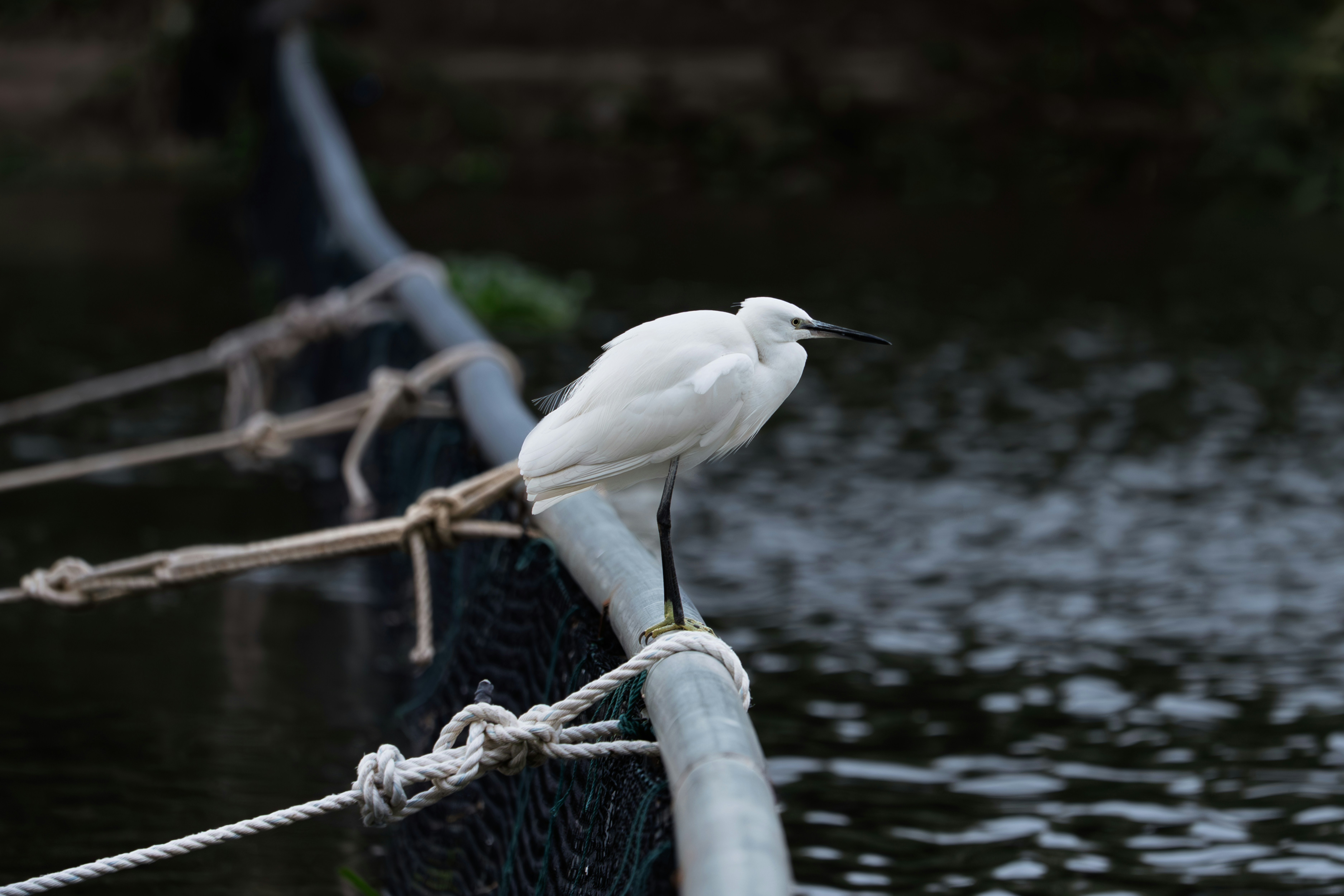 Elegance on the Water's Edge
