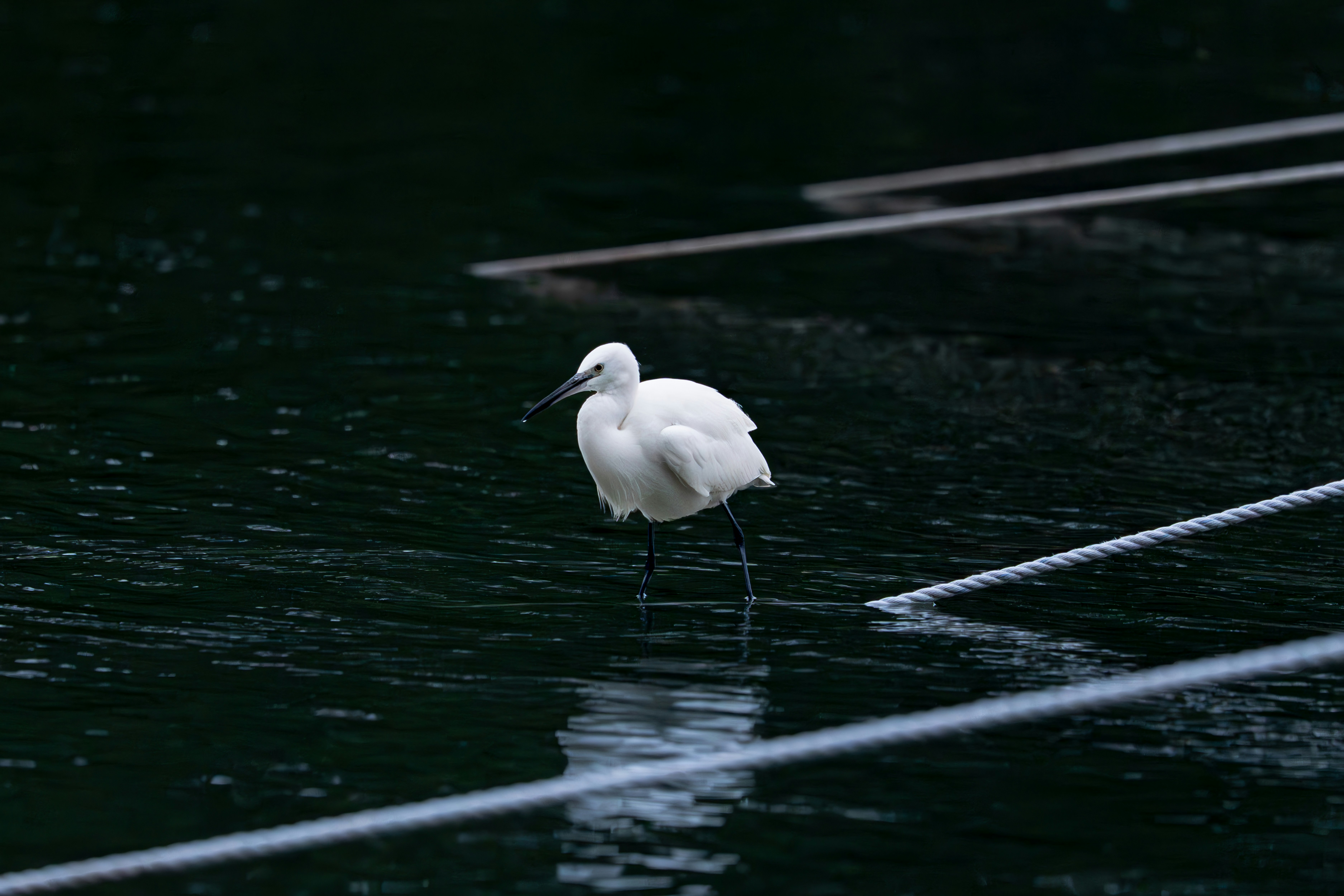 Graceful Solitude: The Egret's Reflection