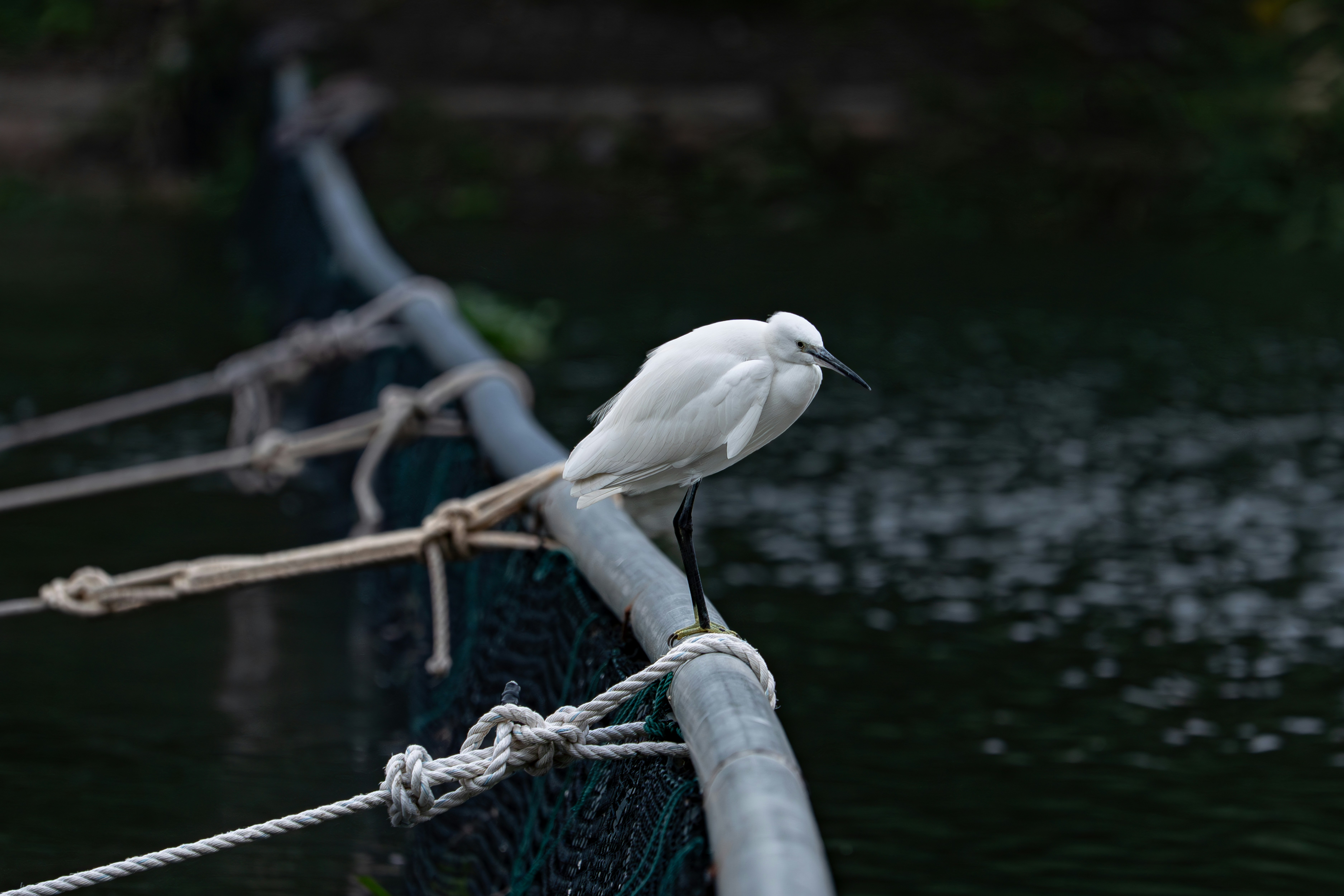 A white egret perched on a railing by water.