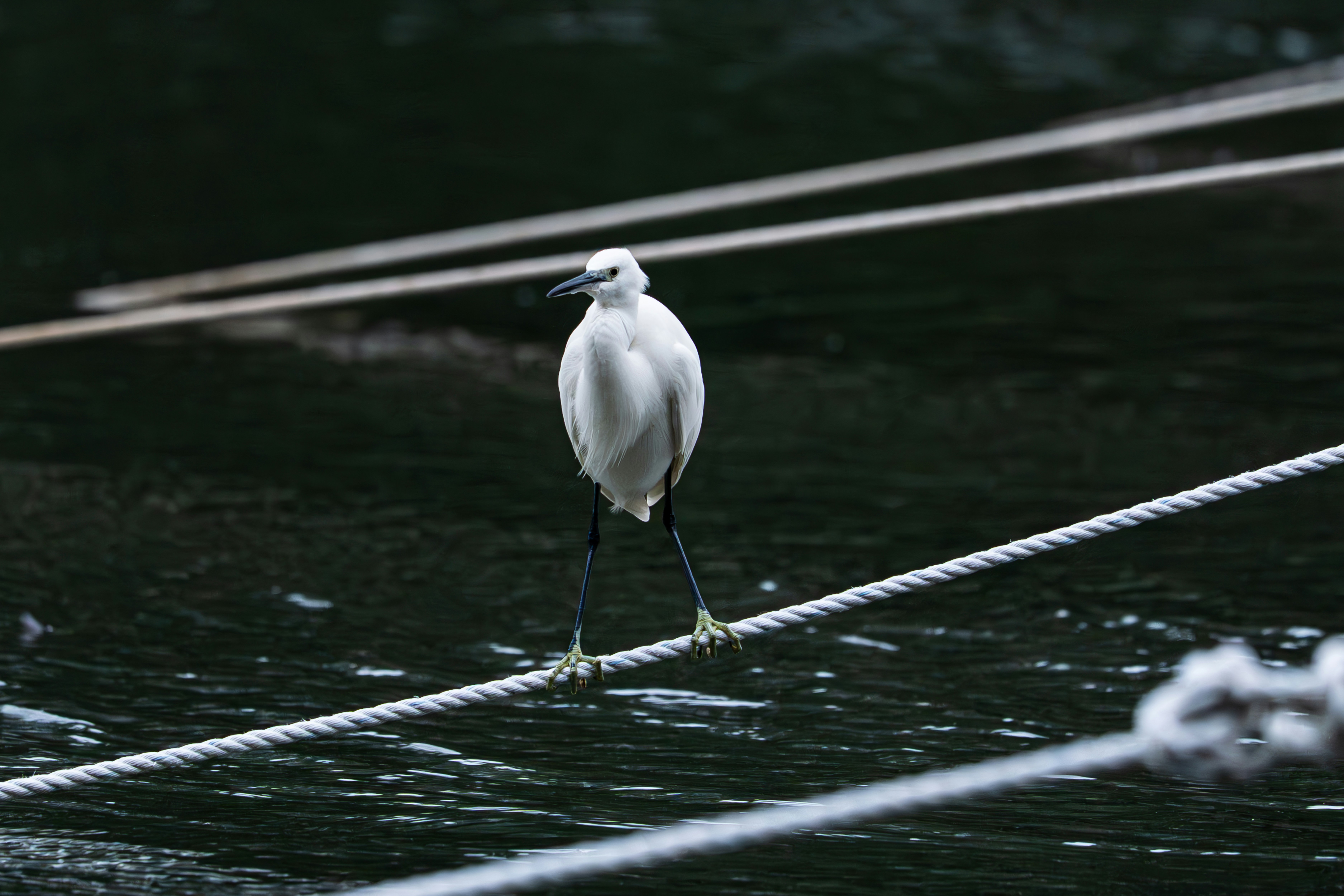 A Balancing Act: The Heron's Stroll