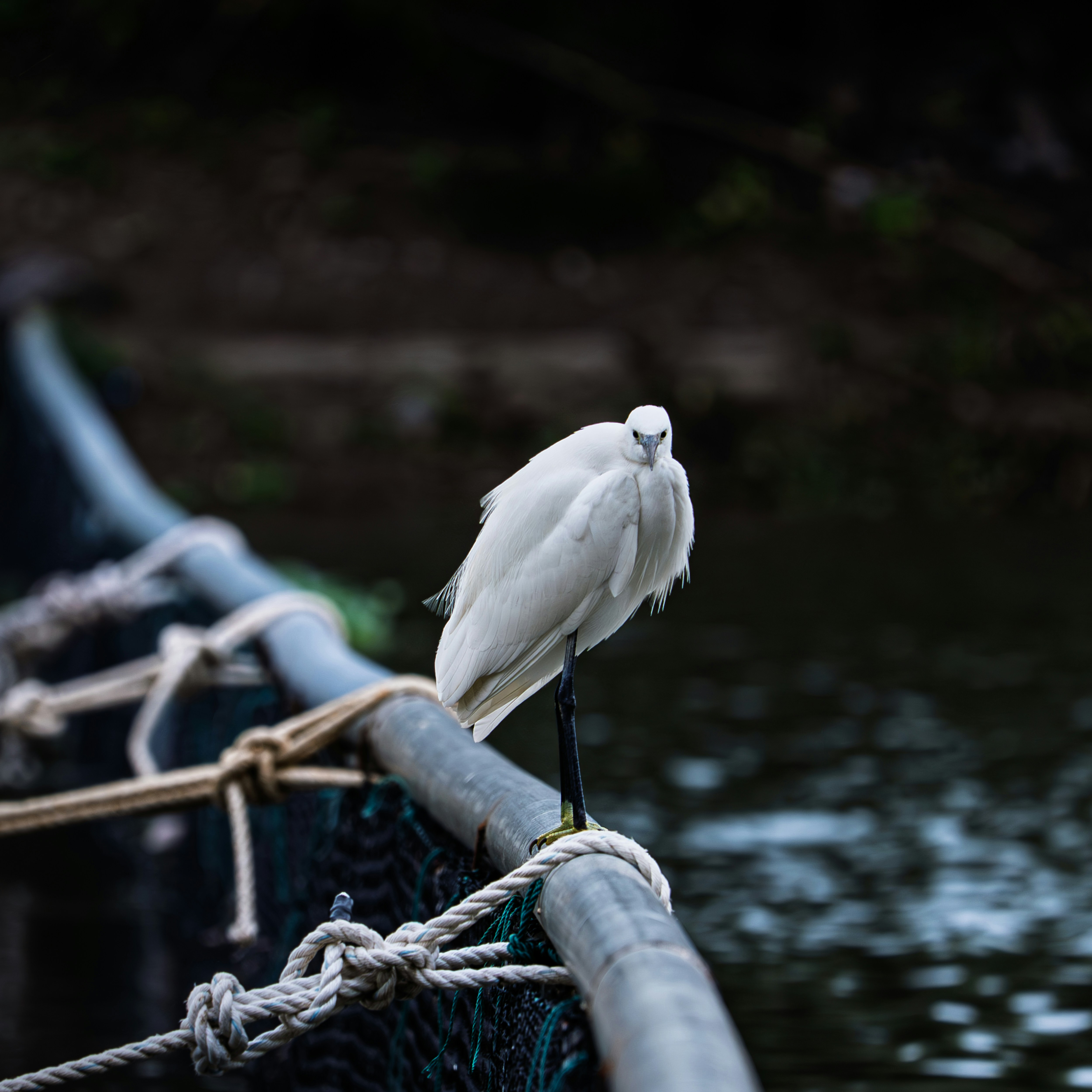 Elegance on the Water's Edge
