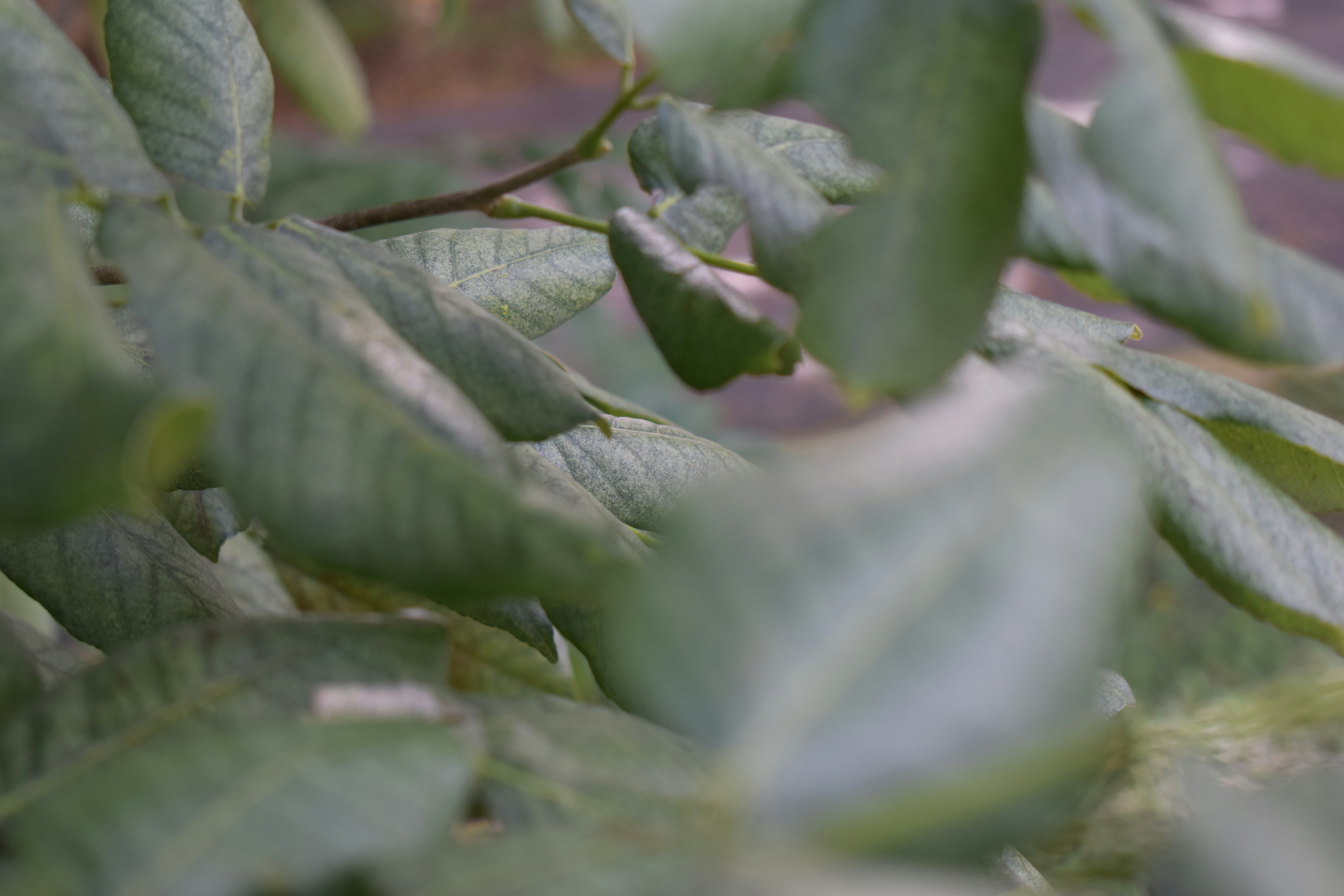 Green leaves on a branch with blurred background