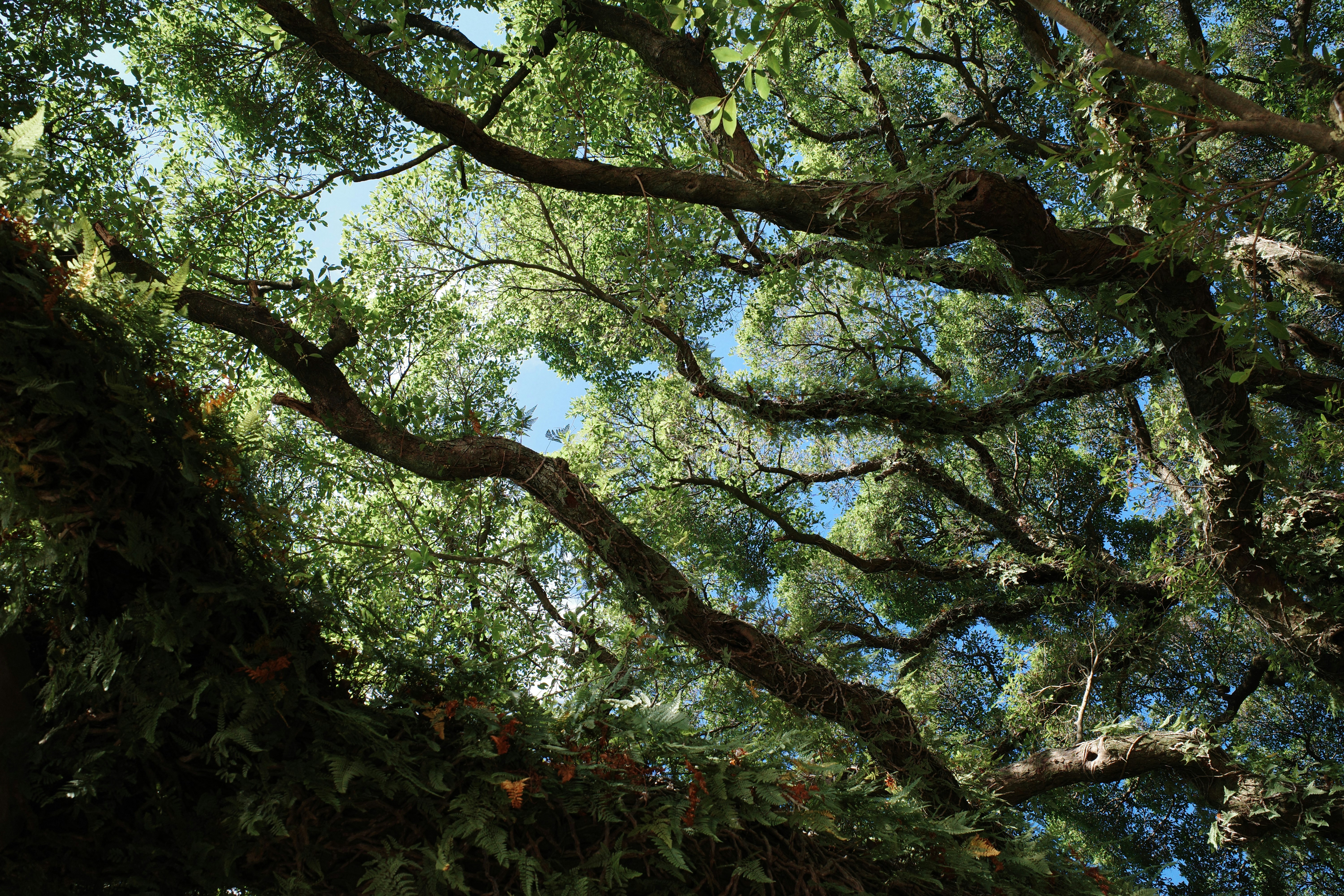 Looking up through ancient tree branches towards the sky
