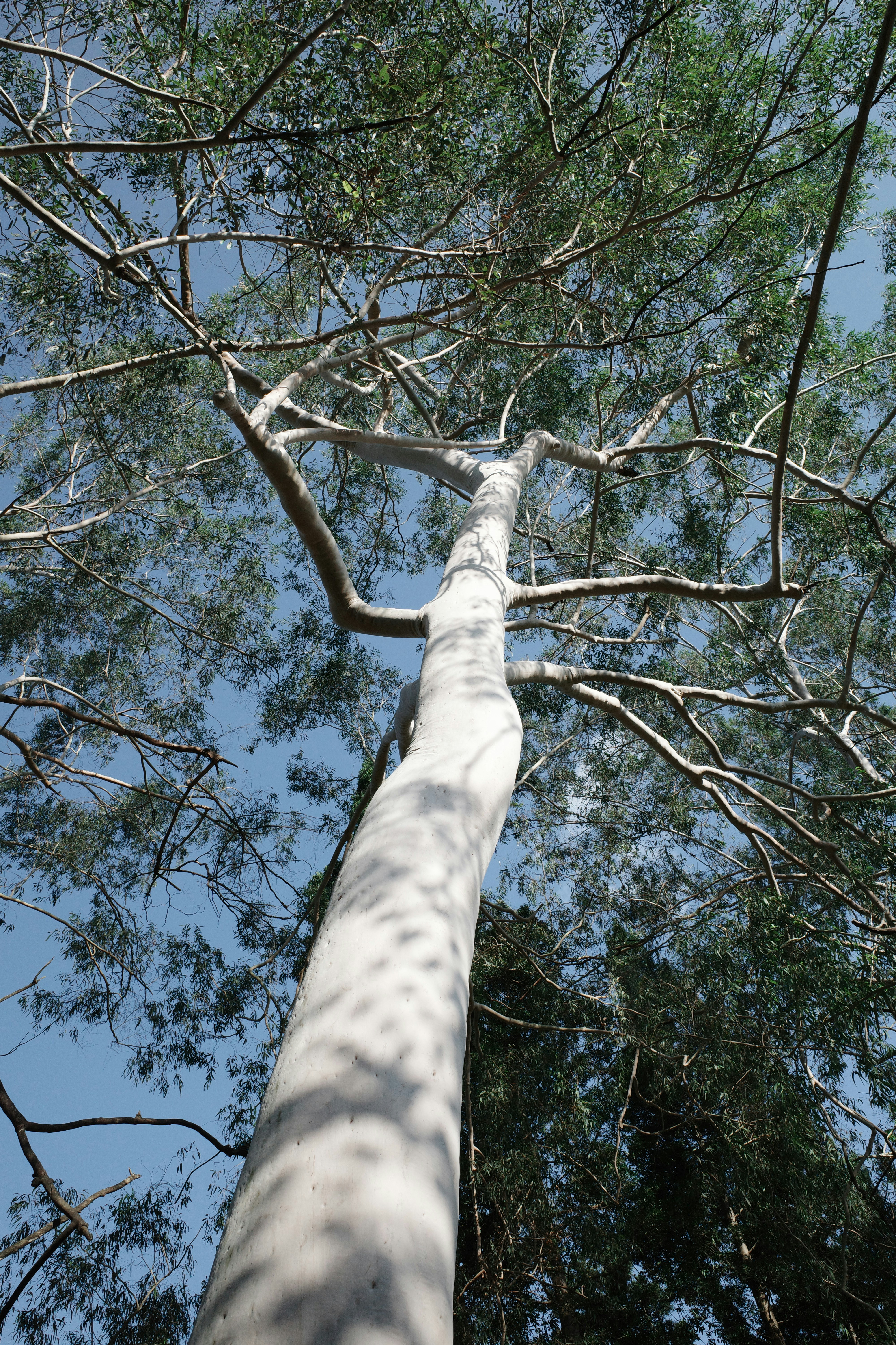 Looking up at a tall eucalyptus tree against blue sky