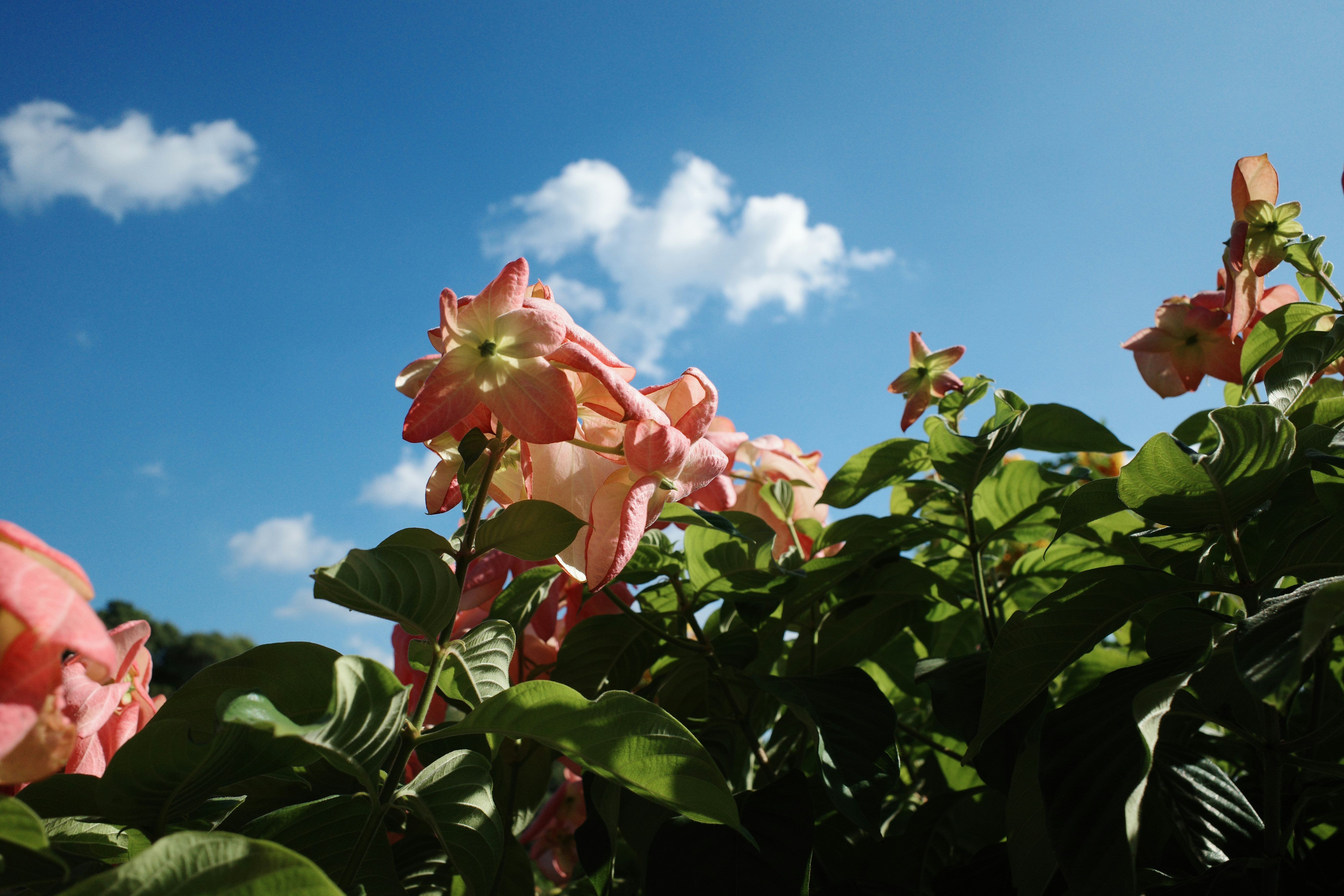 Whispers of Spring: Floral Embrace Under the Sky