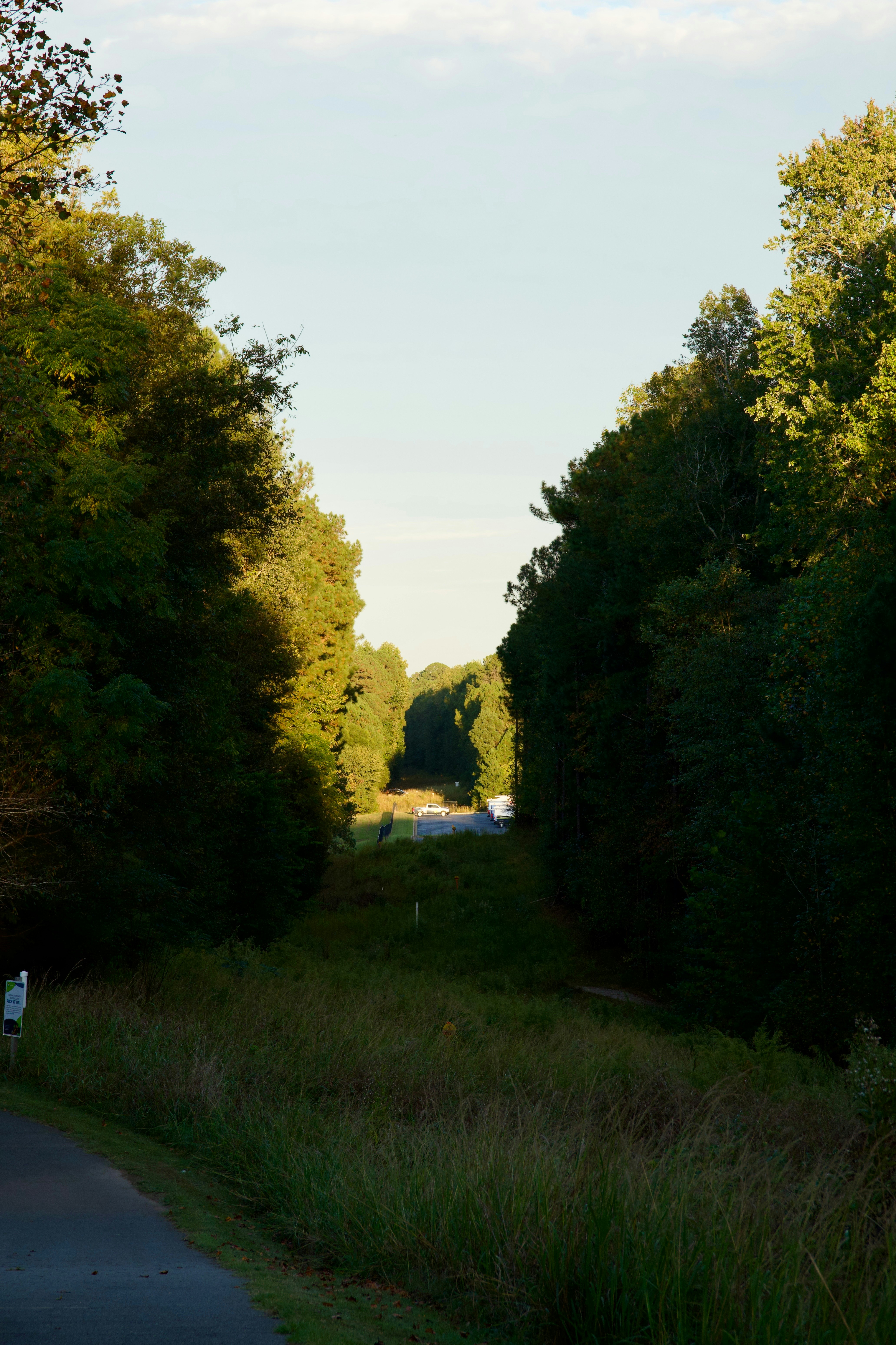 Nature's Pathway: A Journey Through Green Tunnels