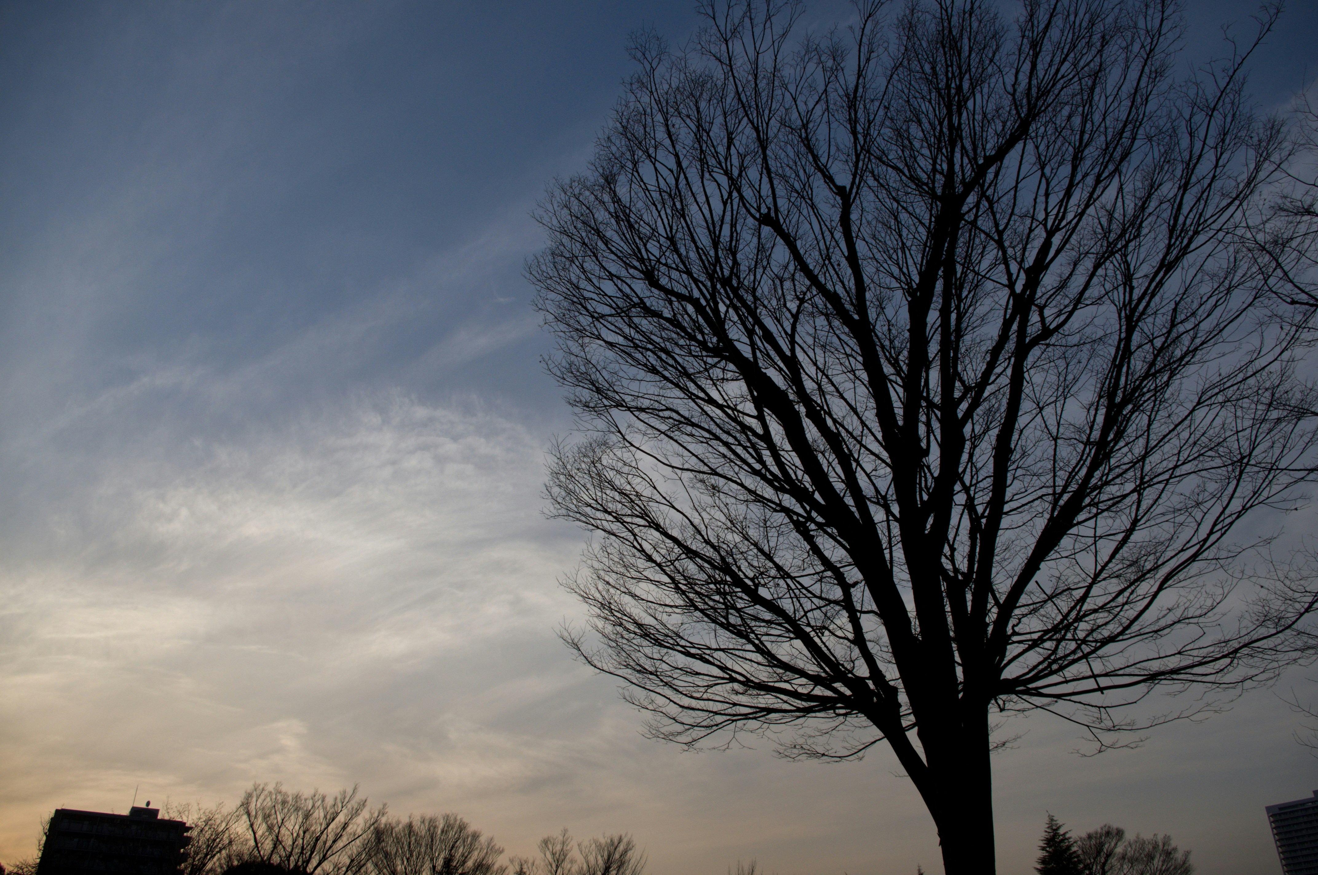 Silhouetted Serenity: A Tree Against the Twilight Sky