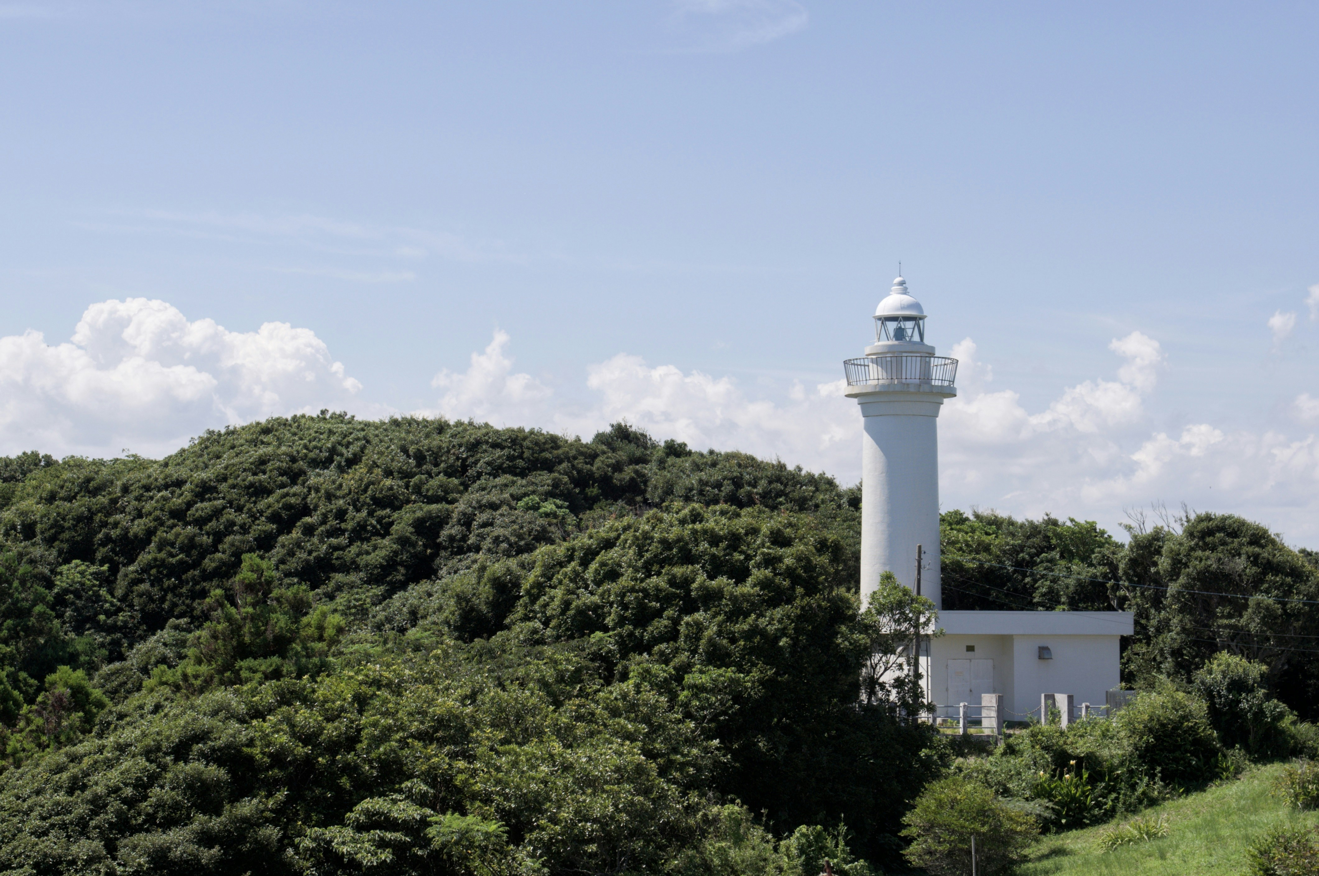 Guiding Light Amidst Lush Greenery