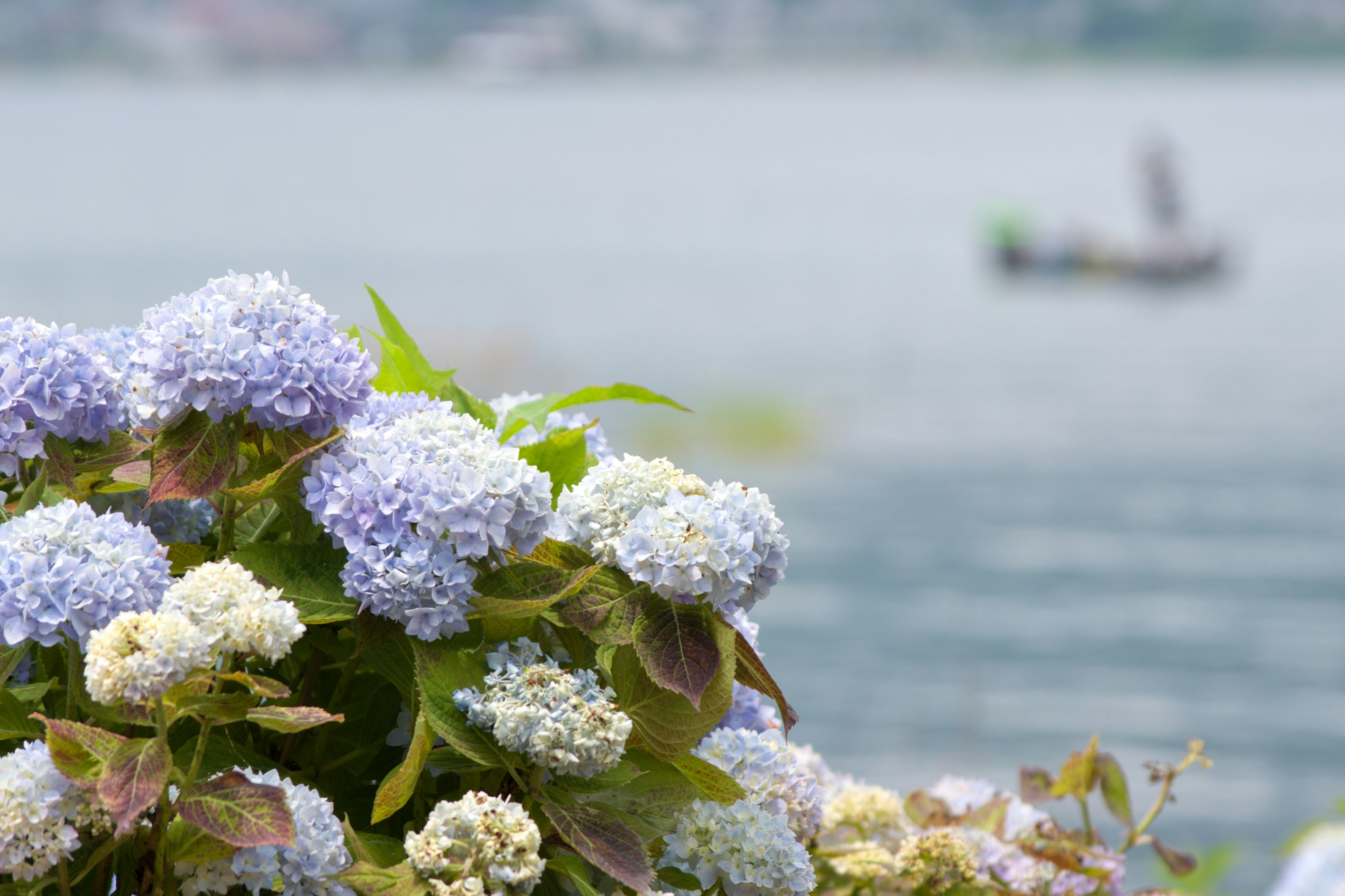 Whispers of Serenity: Floral Embrace by the Water