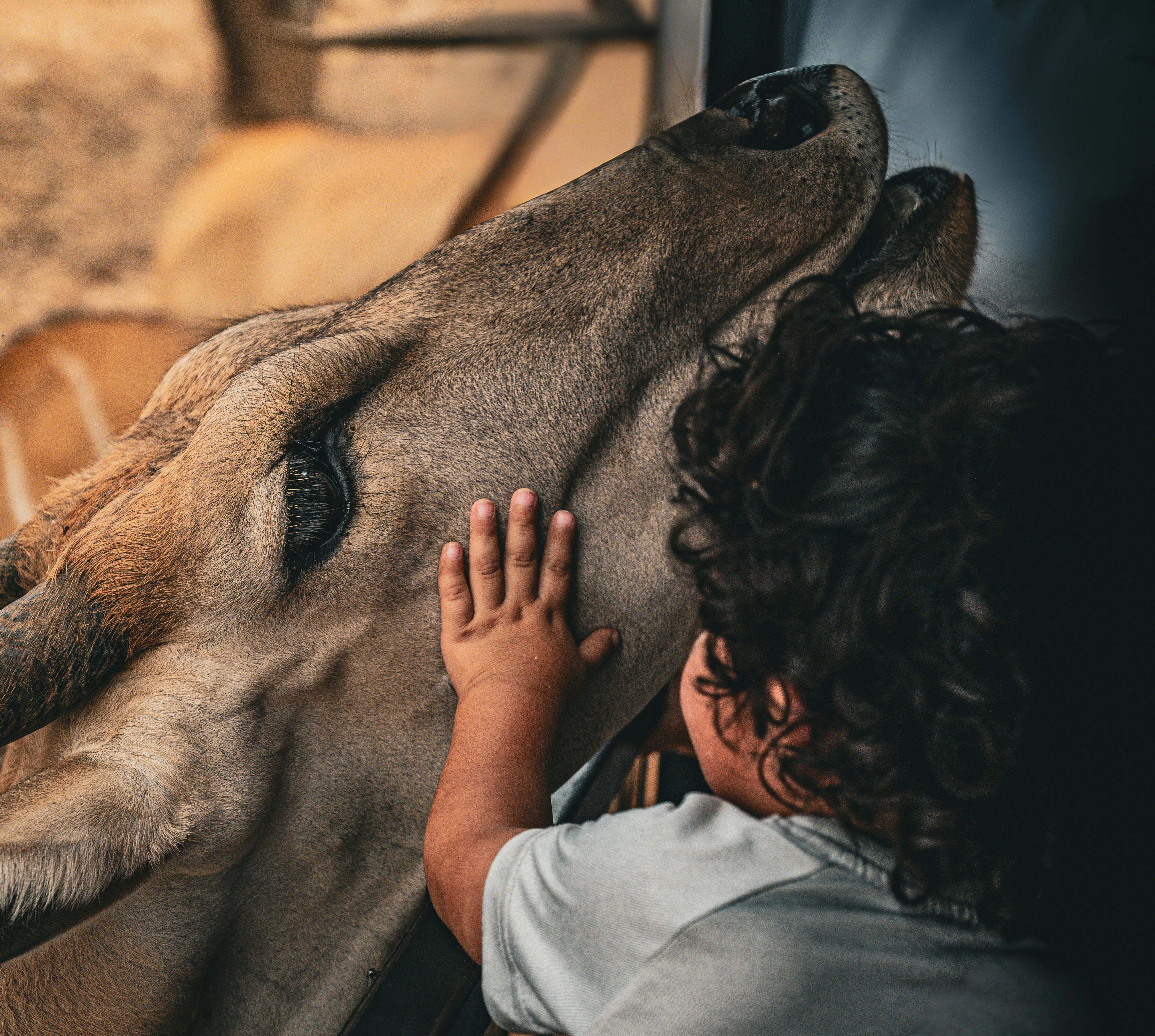 A Gentle Connection: Child and Animal Encounter