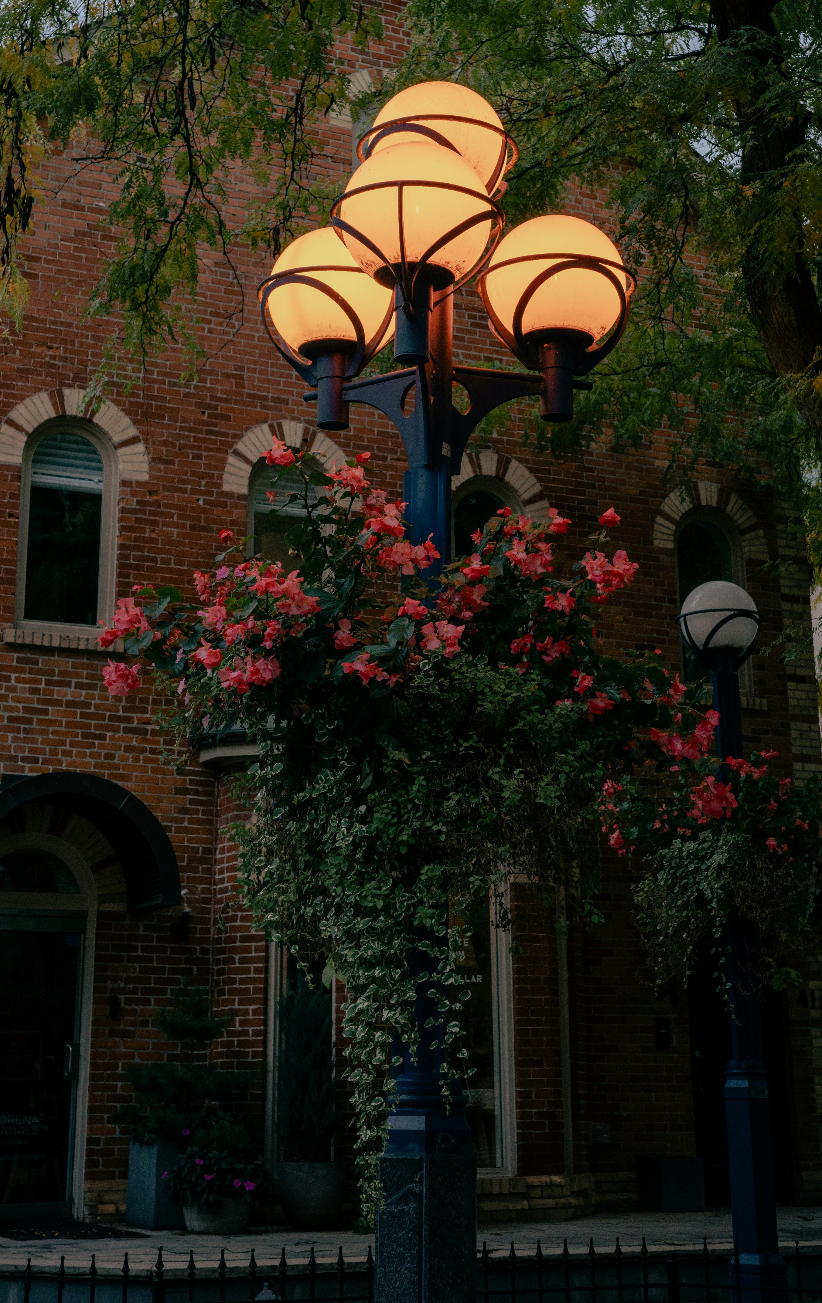 Illuminated Blossoms: A Dance of Light and Nature