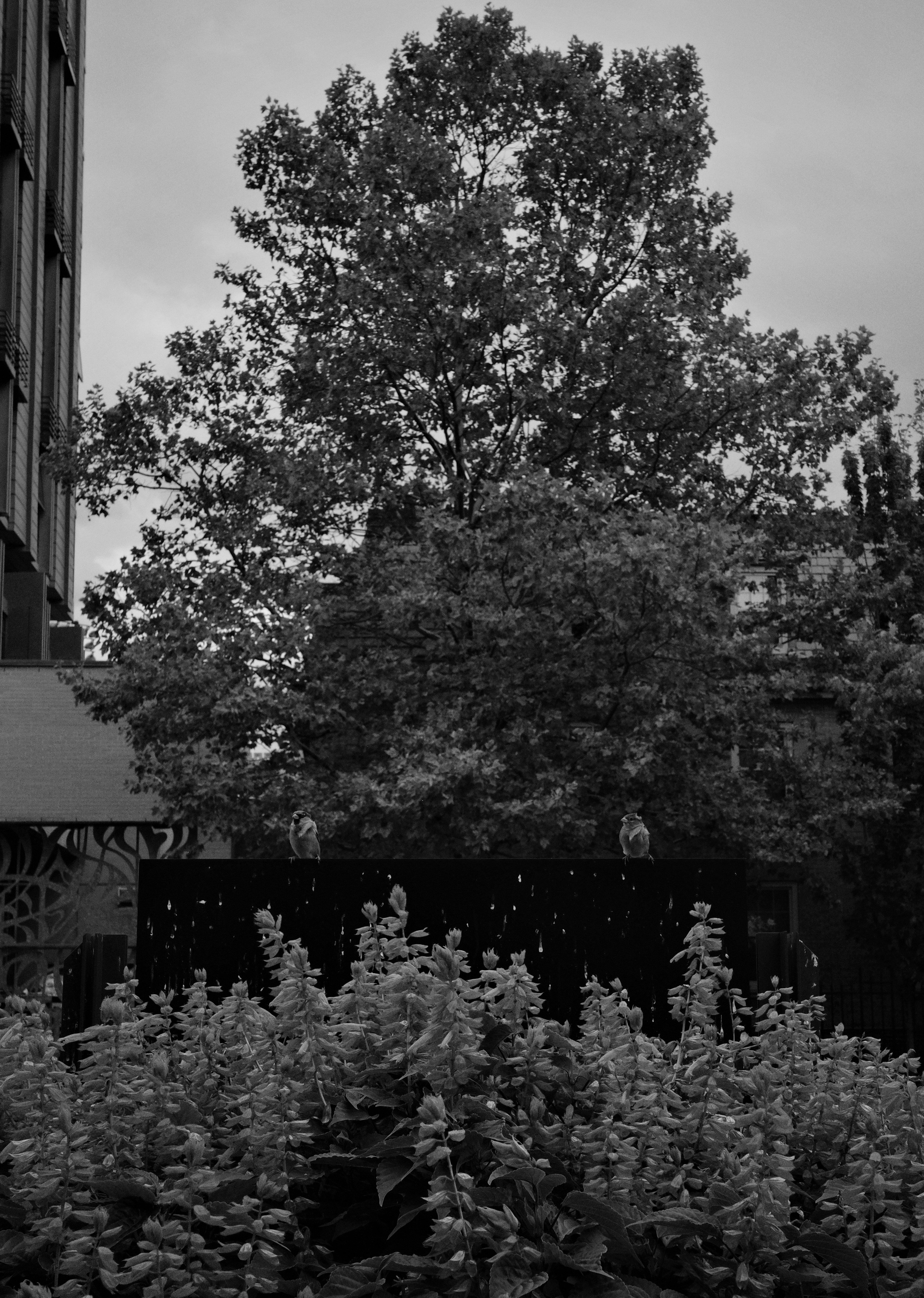 Urban Serenity Amidst Nature's Embrace