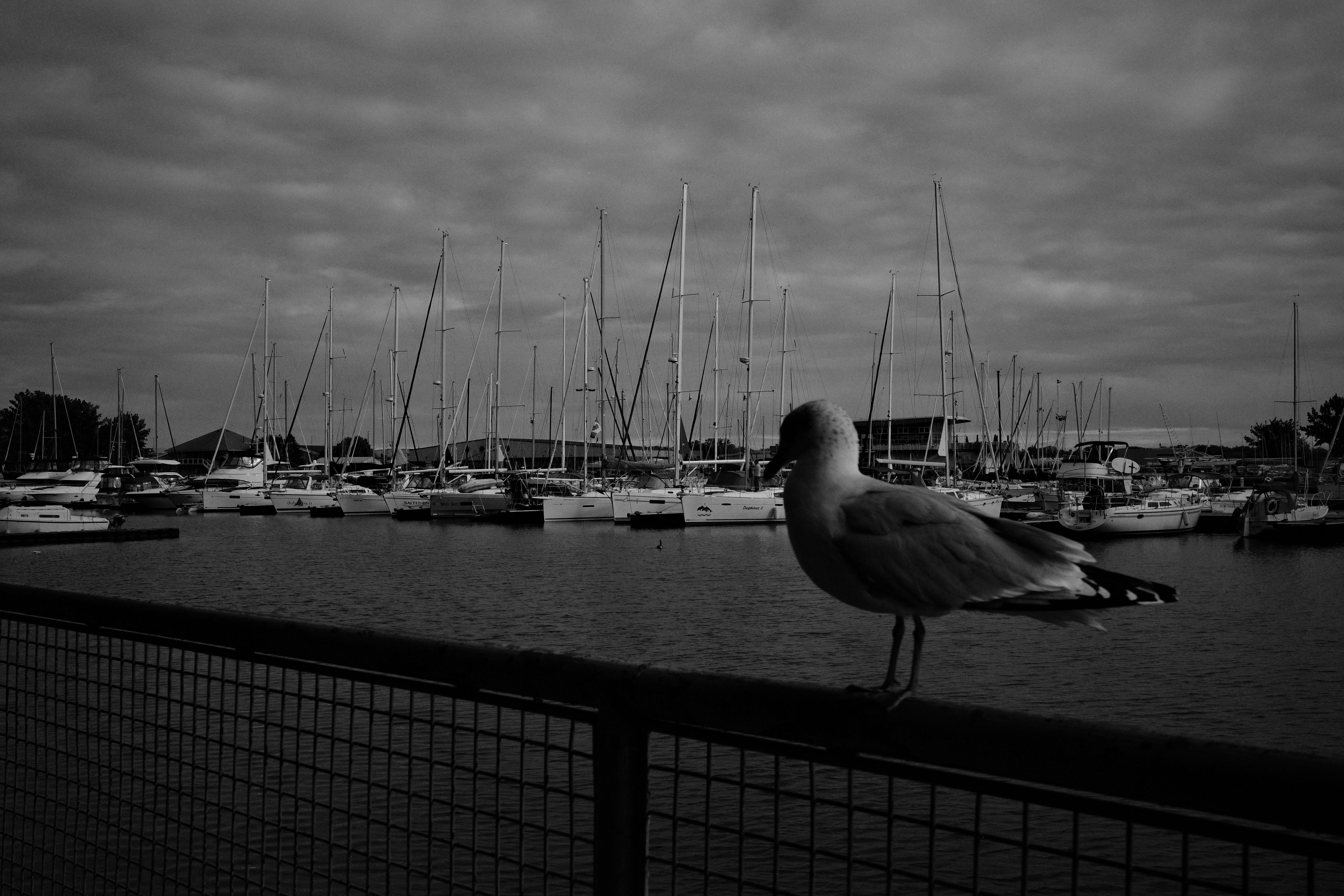 Harbor Reflections: A Seagull's Vigil