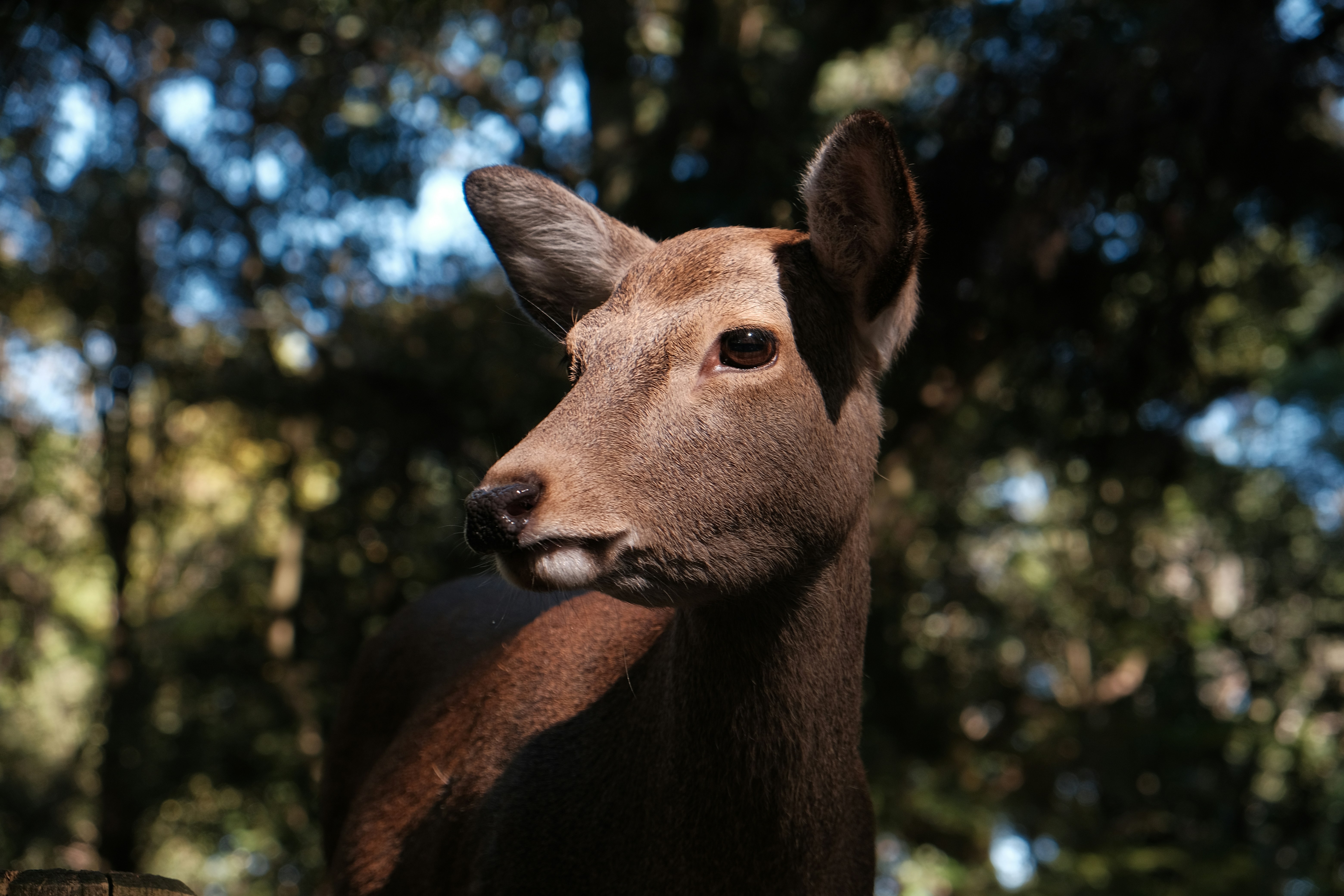 Whispers of the Woodland: A Deer in Reflection