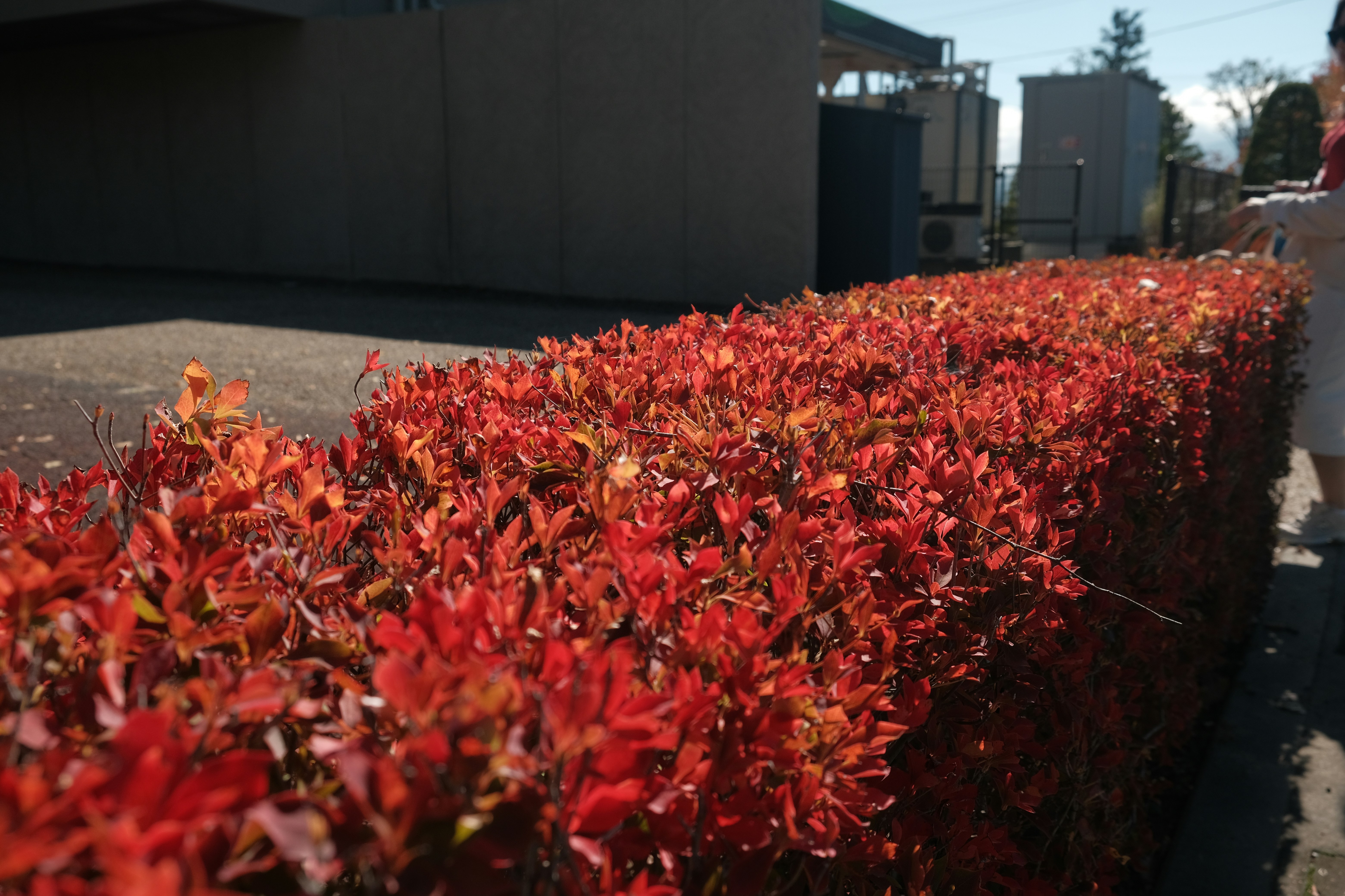 A dense hedge with vibrant red leaves