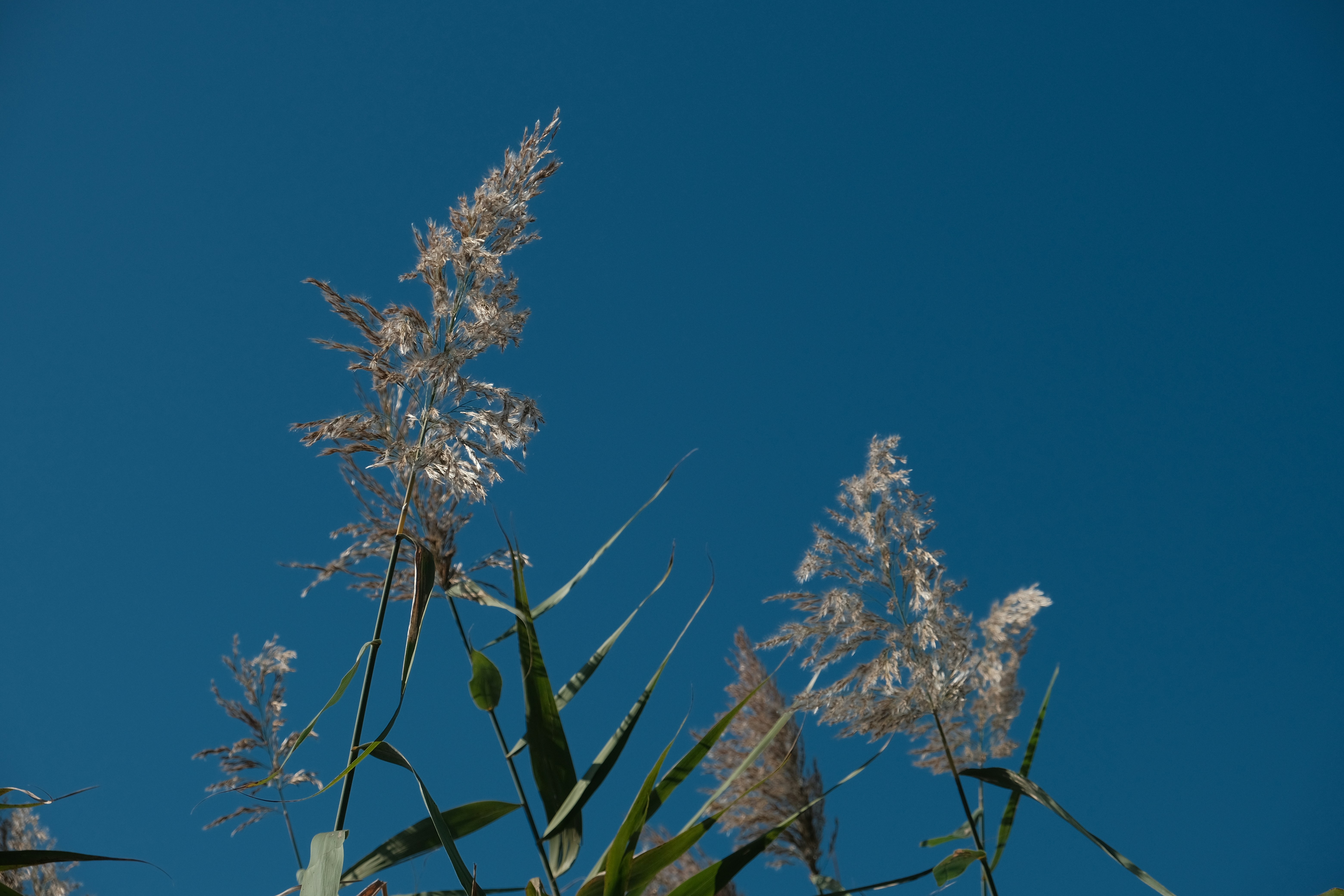 Tall grass stalks against a clear blue sky