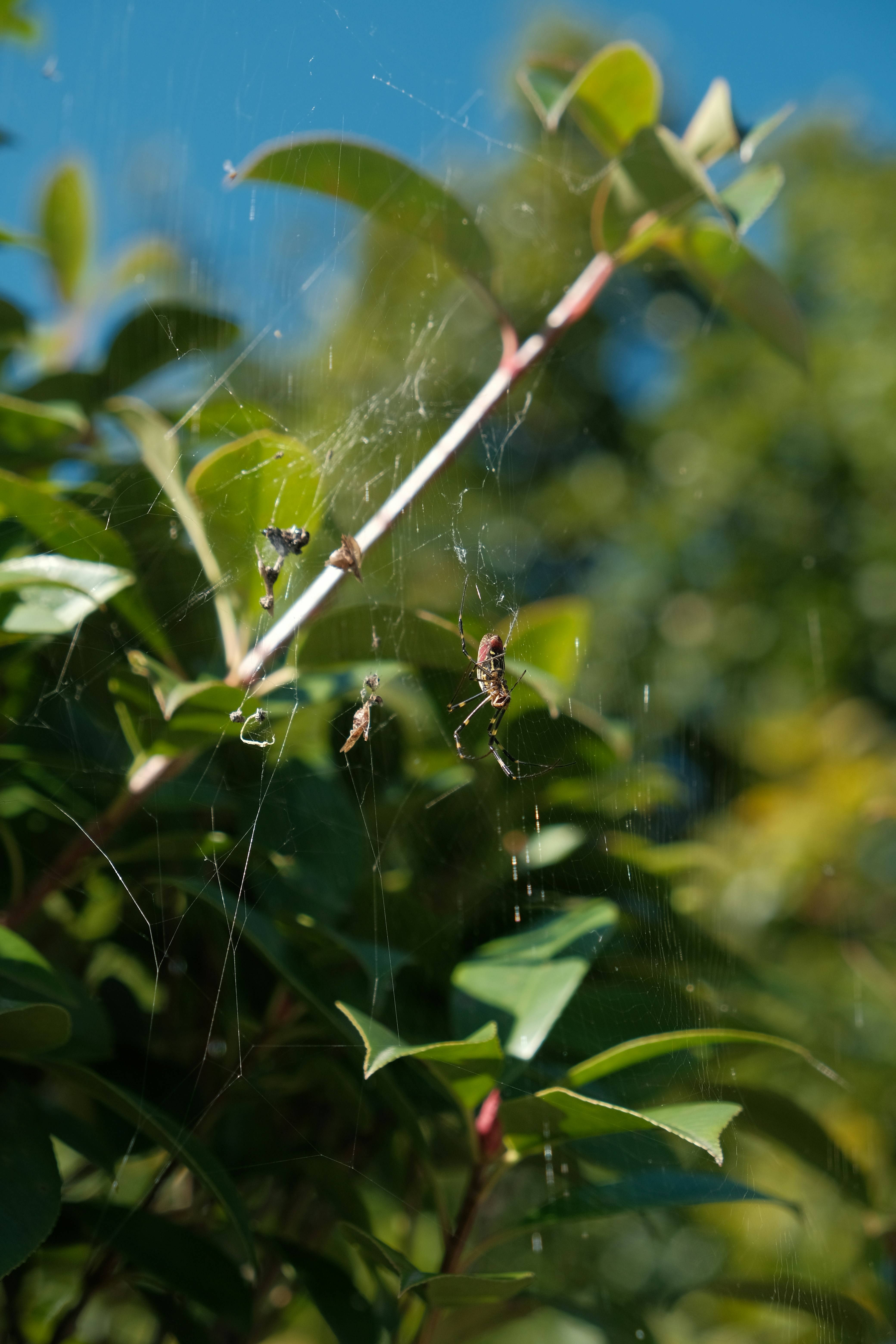 Spiderweb with insects caught on a green plant.