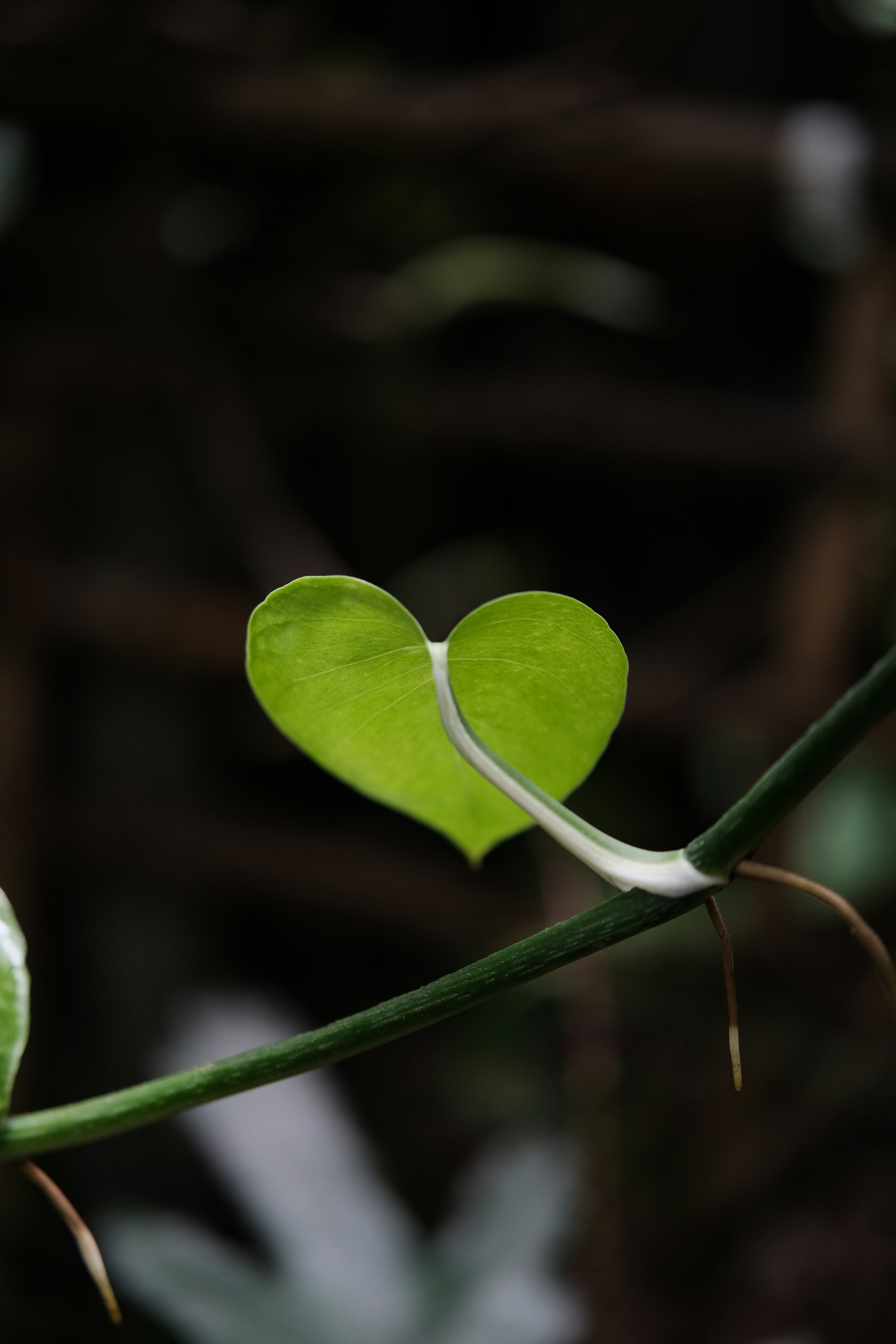 Nature's Heartbeat: A Leaf's Unique Embrace