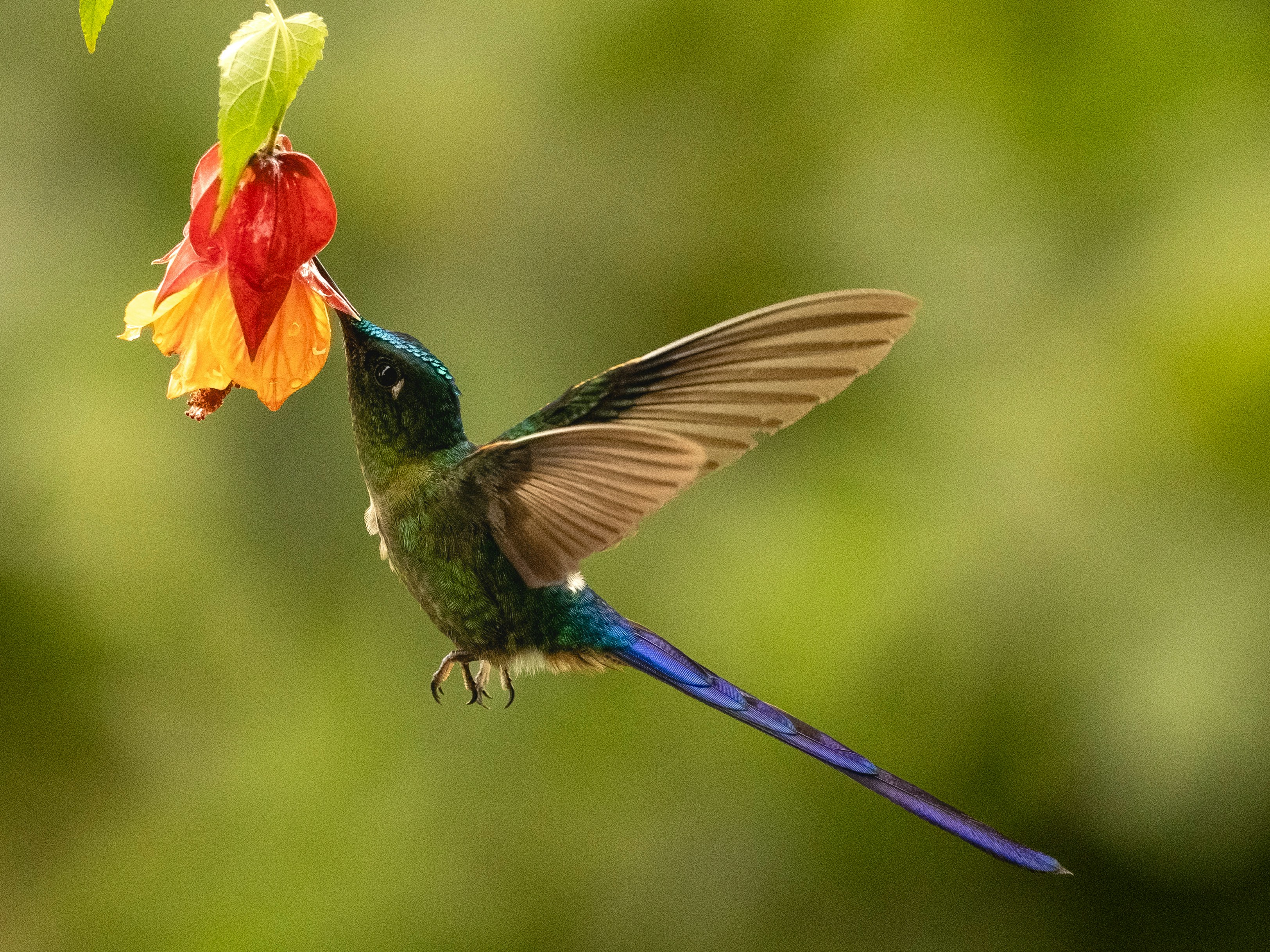 Violet tailed sylph | A hummingbird drinks nectar from a vibrant orange flower.