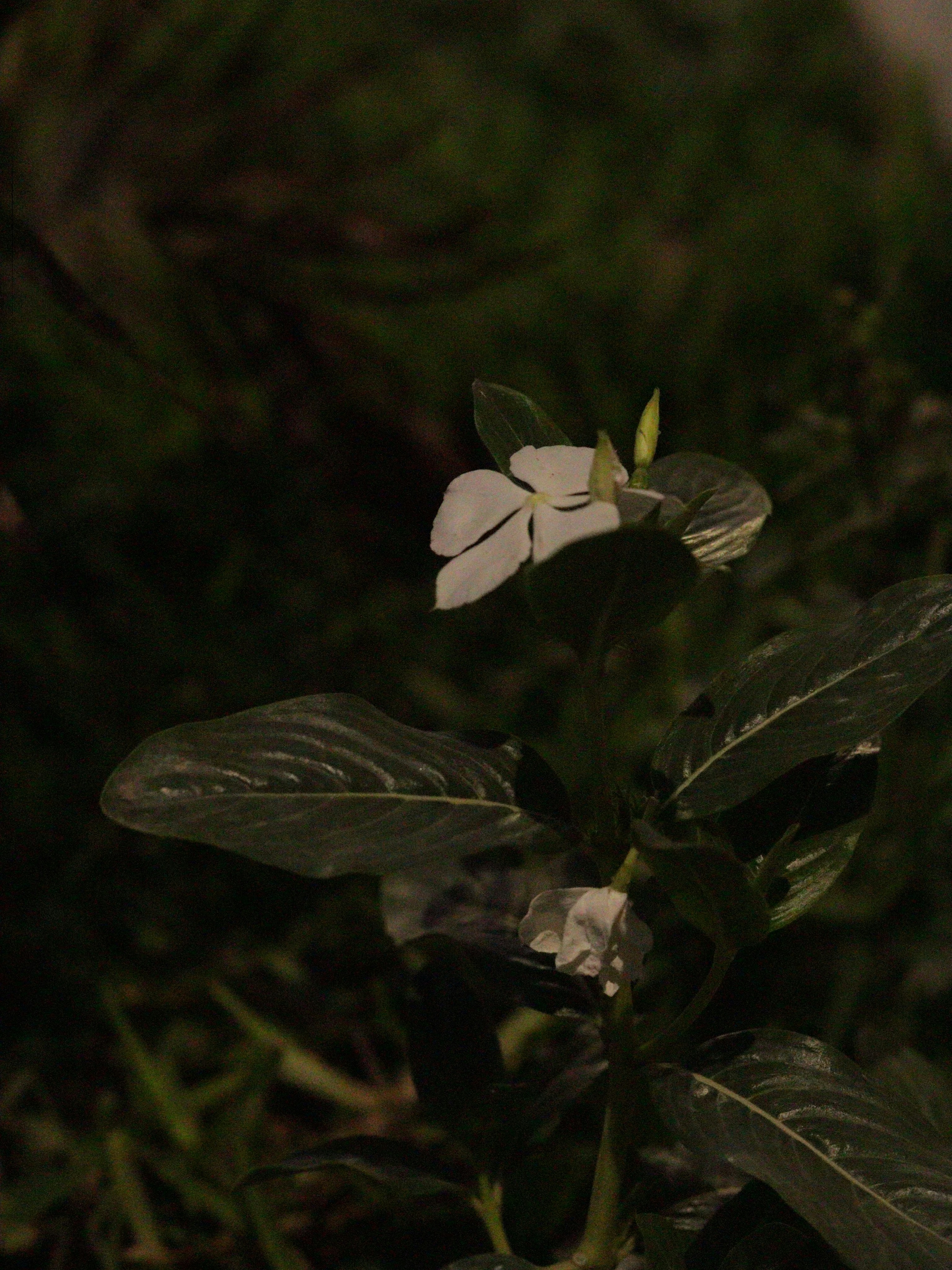 Flowers | A single white flower blooms in the dark.