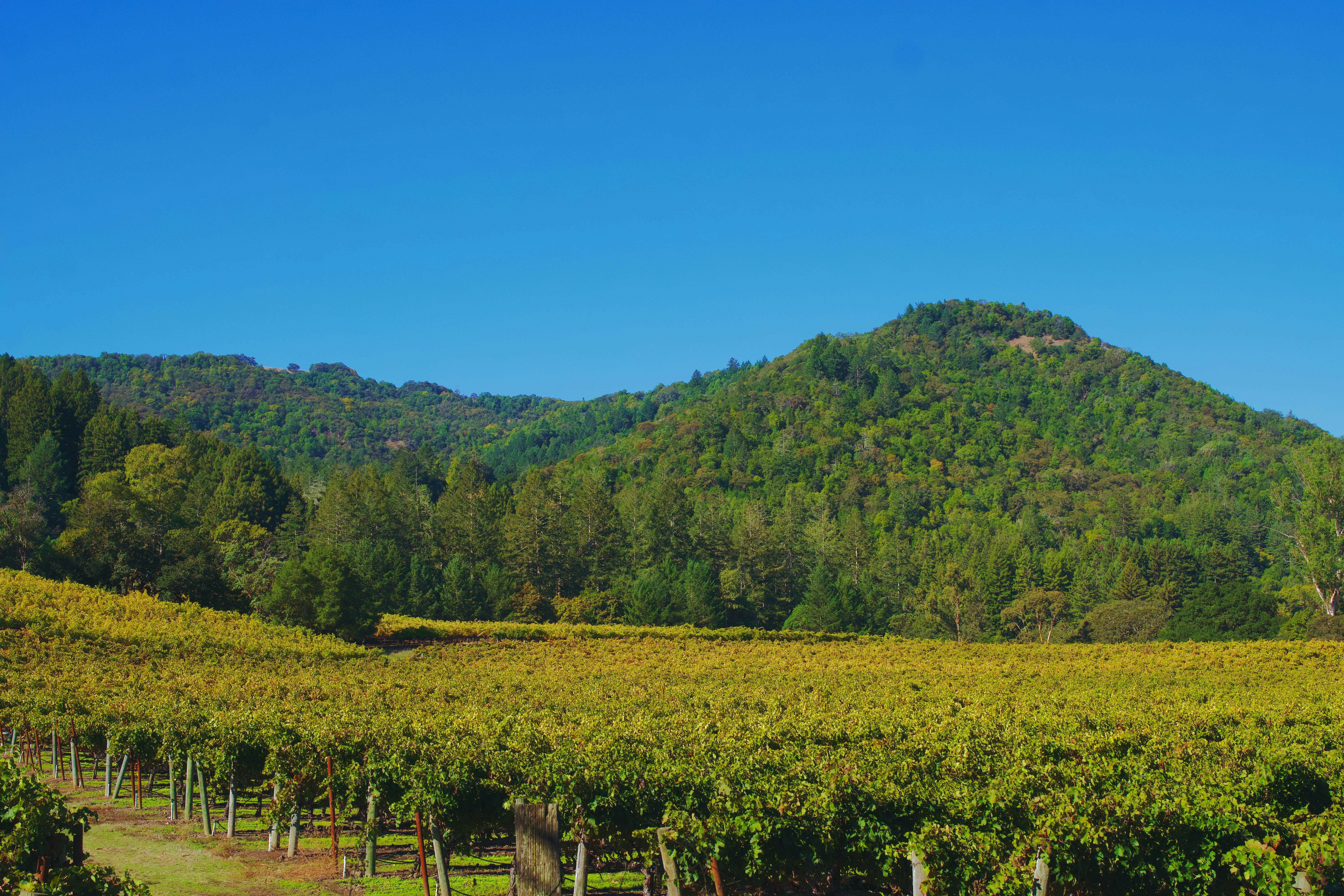 Verdant Vines Against a Serene Skyline