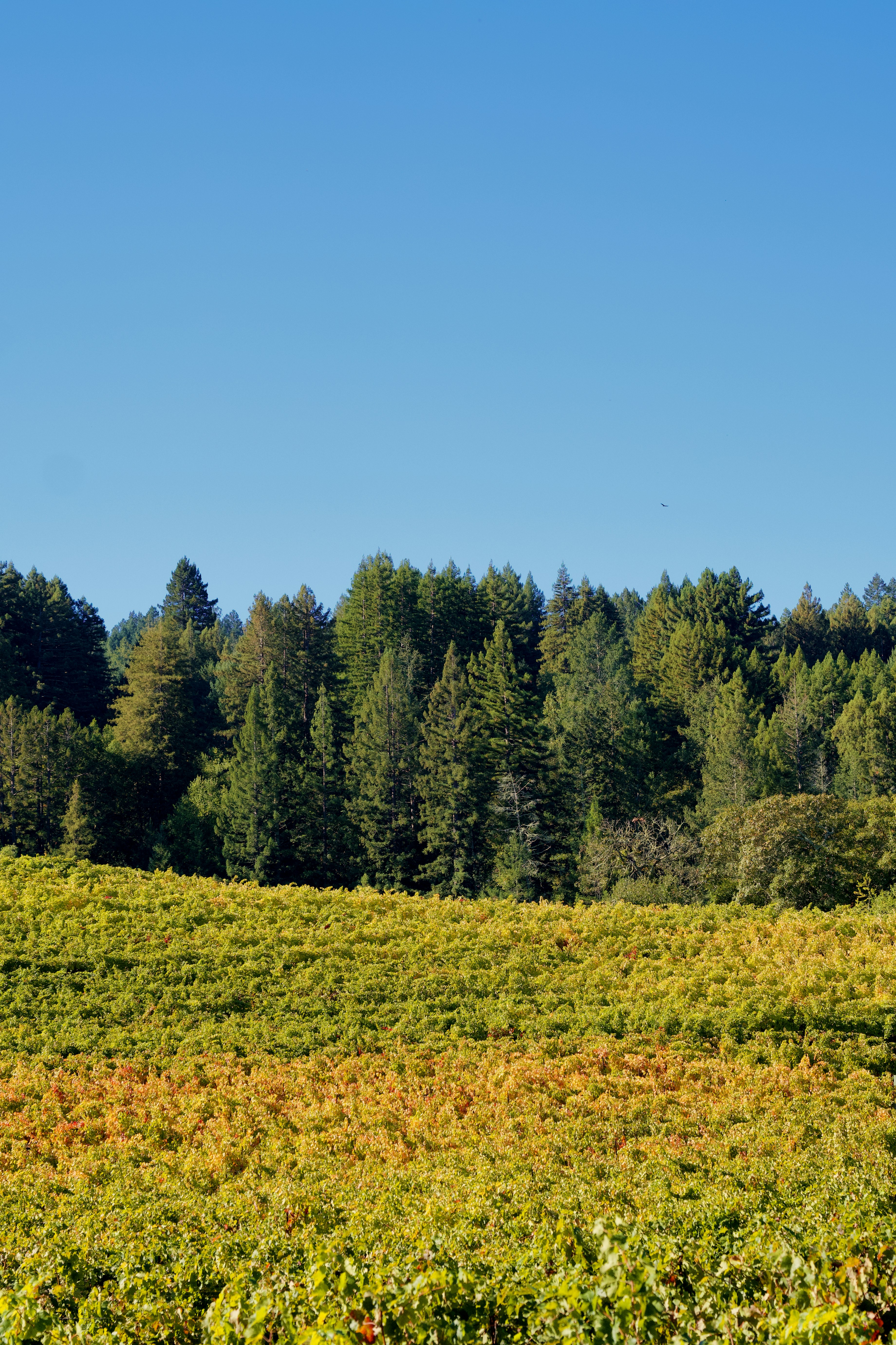 Golden Field at the Pines: A Quiet Horizon Under Cerulean Sky
