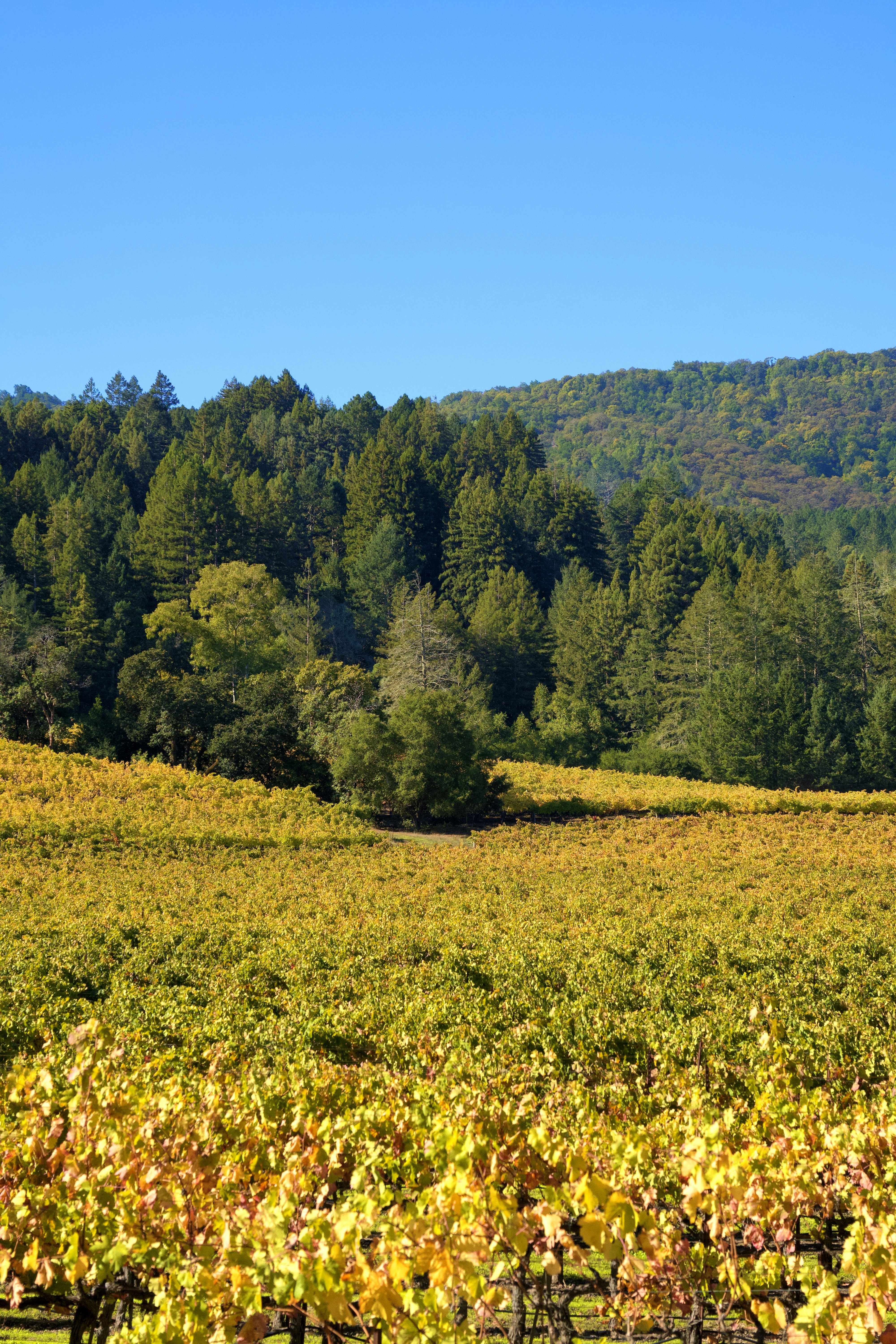 Golden Vineyard at the Edge of the Pines Under a Clear Autumn Sky