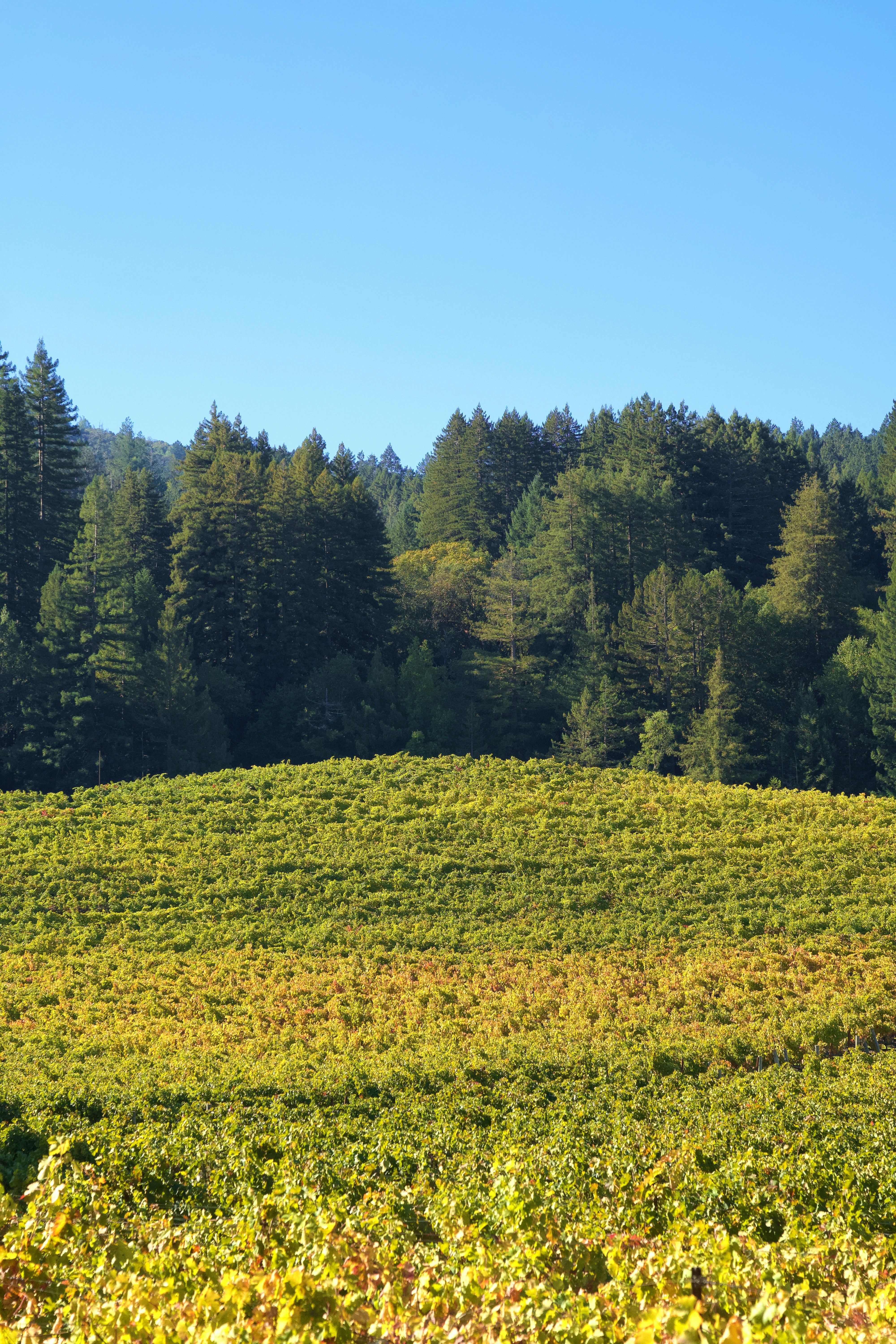 Emerald Waves of Vineyards Under Clear Skies