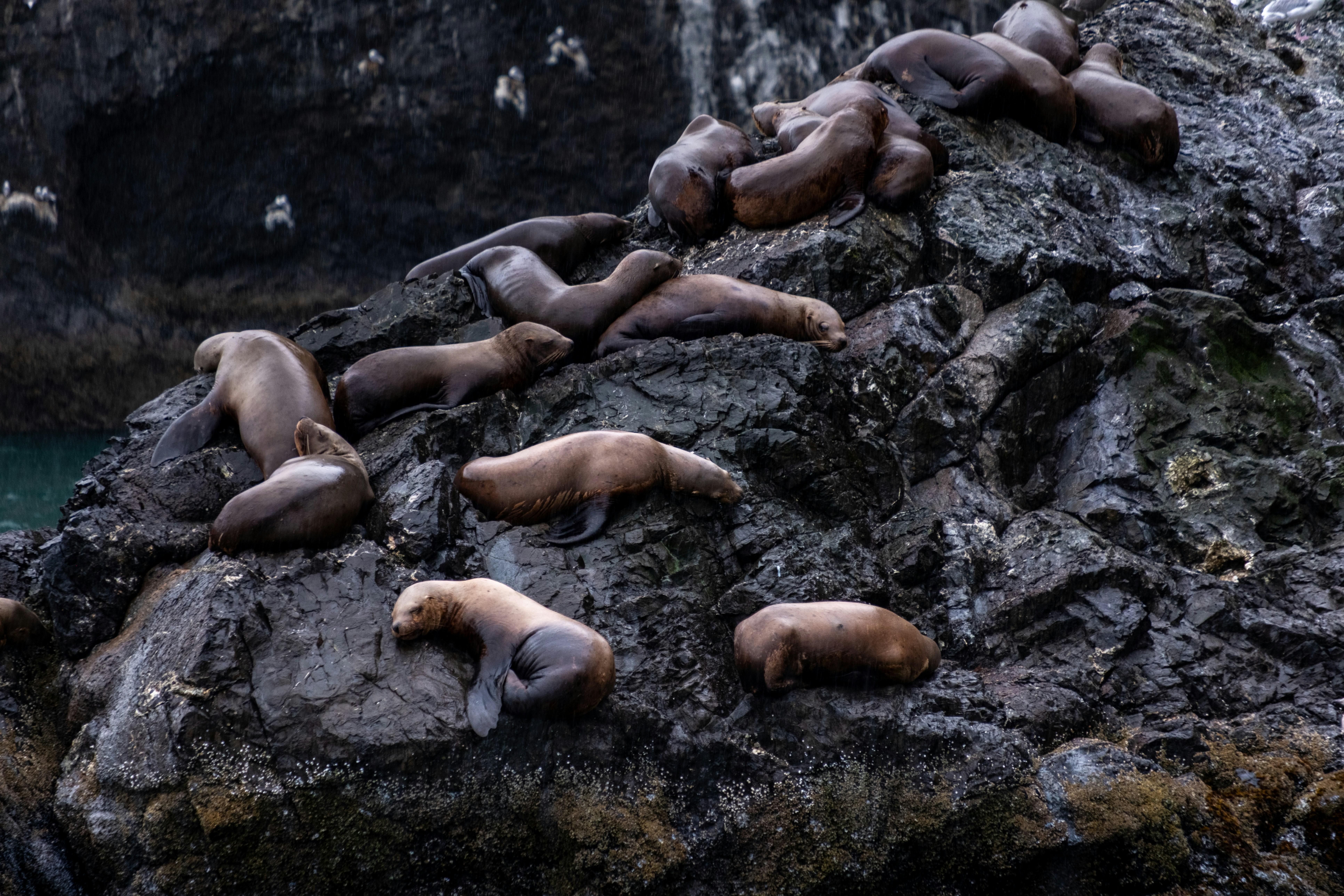 Resting on Rocky Shores: A Sea Lion Sanctuary