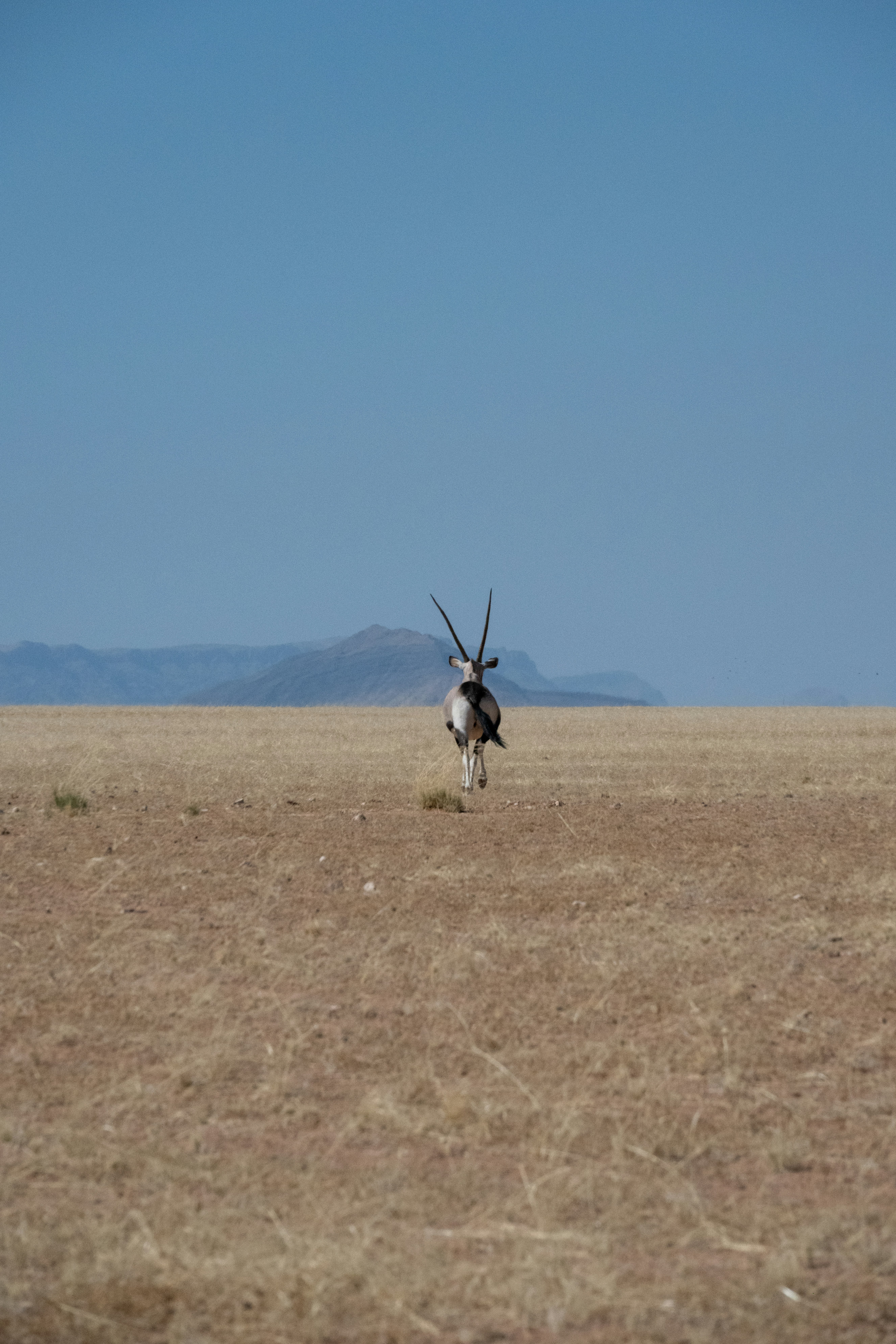 Desert Solitude: The Journey of the Antelope