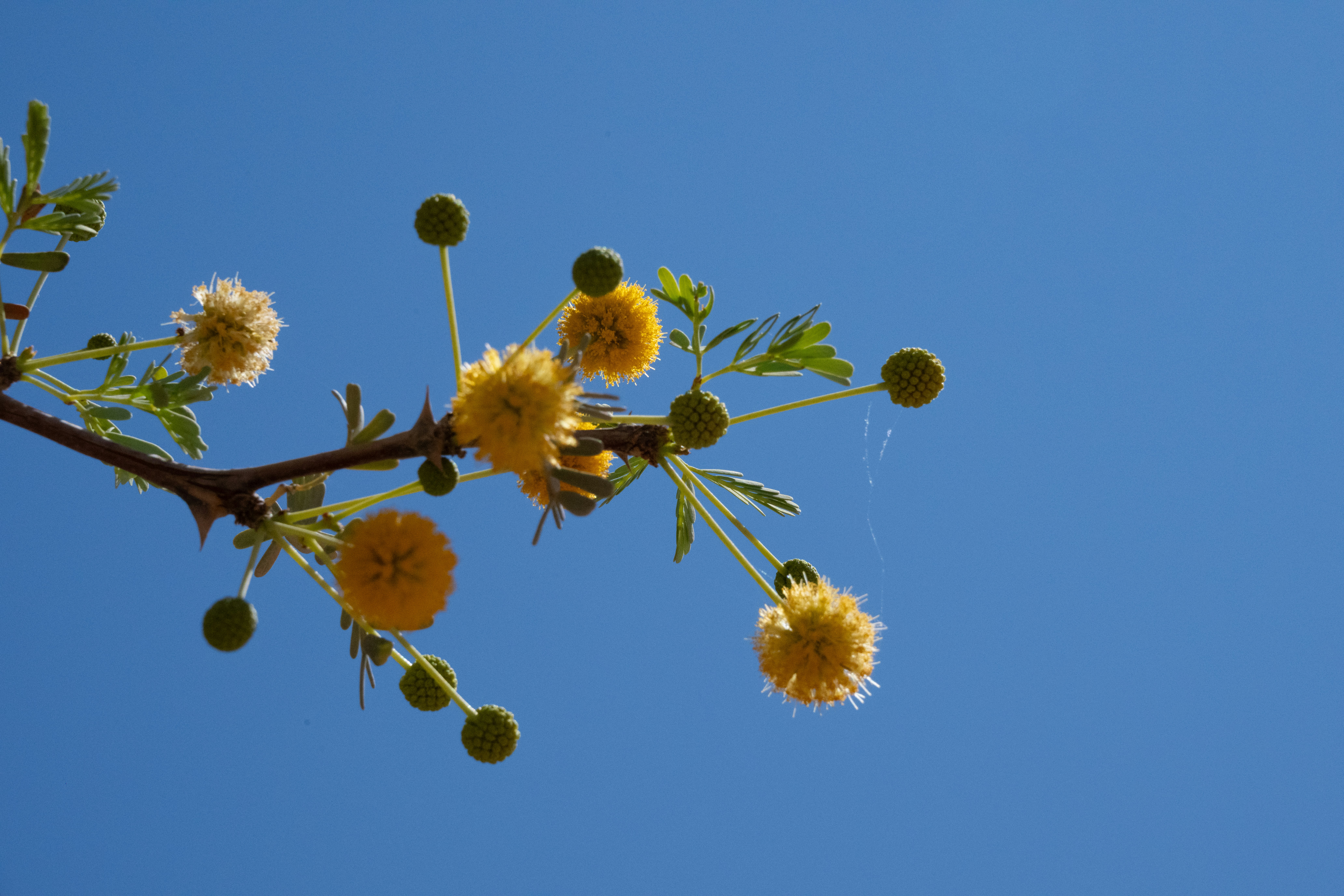 Golden Blossoms Against the Azure Canvas