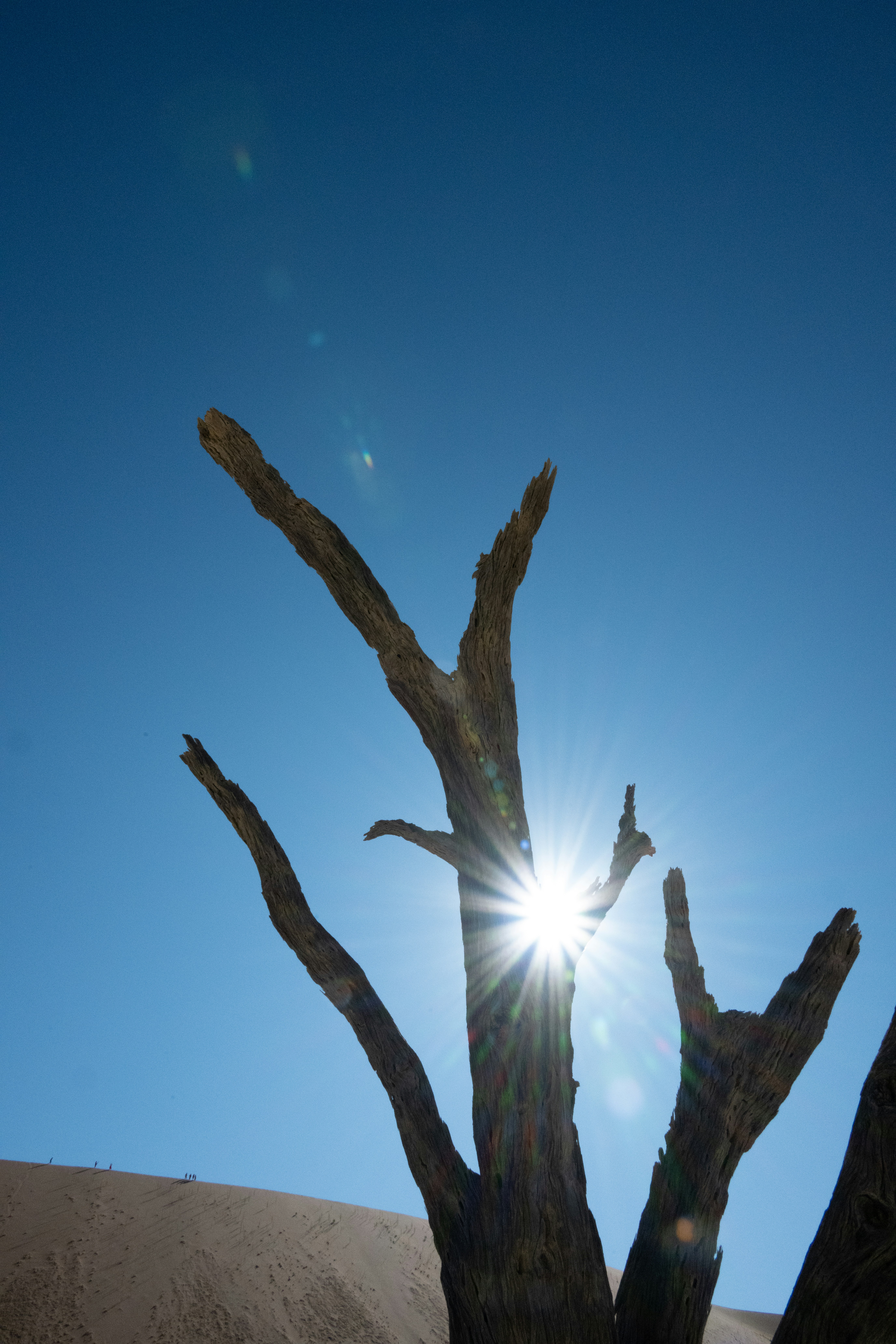 Whispers of Time: A Tree's Silent Vigil