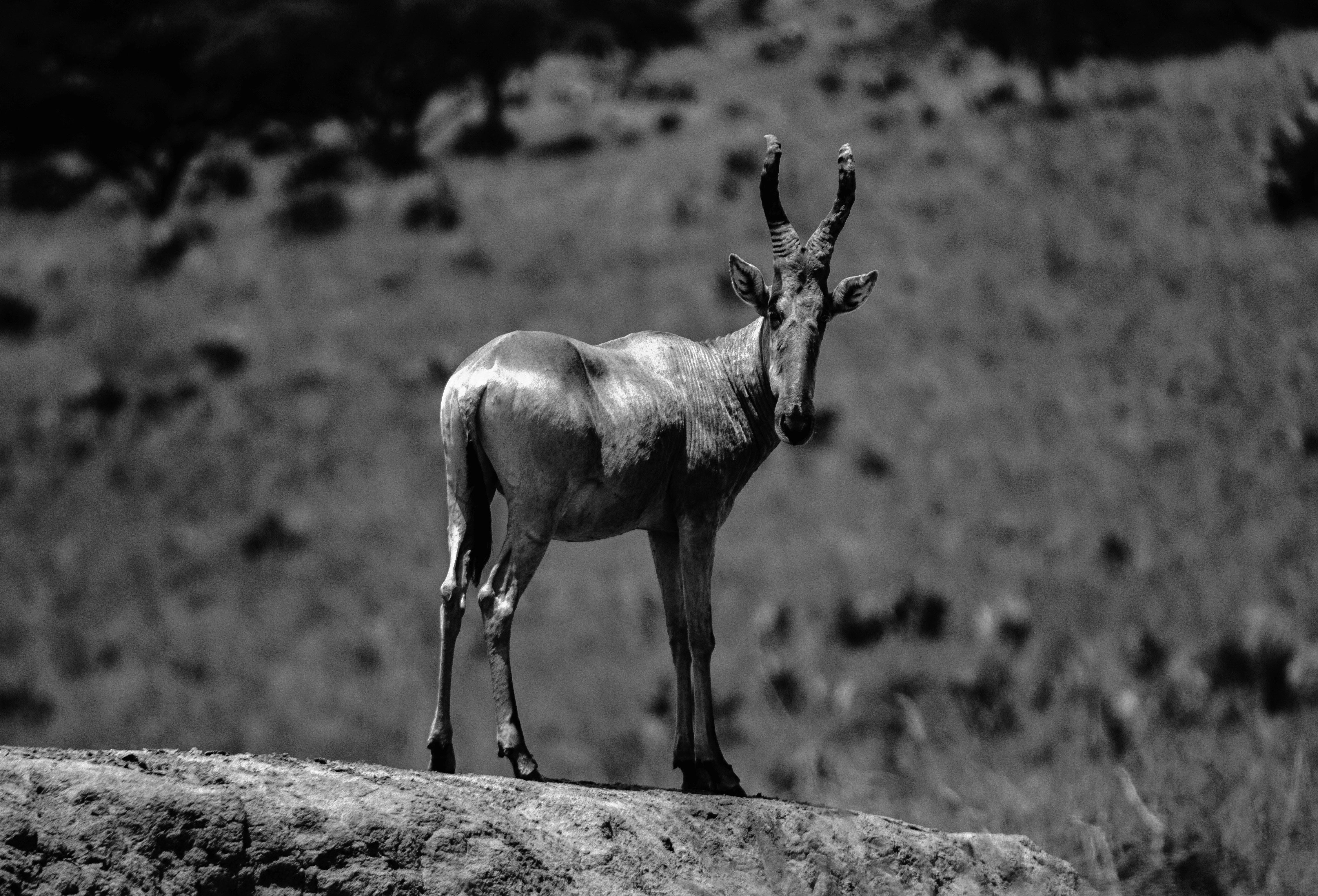 Monochrome picture of an impala in Uganda | A black and white antelope stands on a rock.