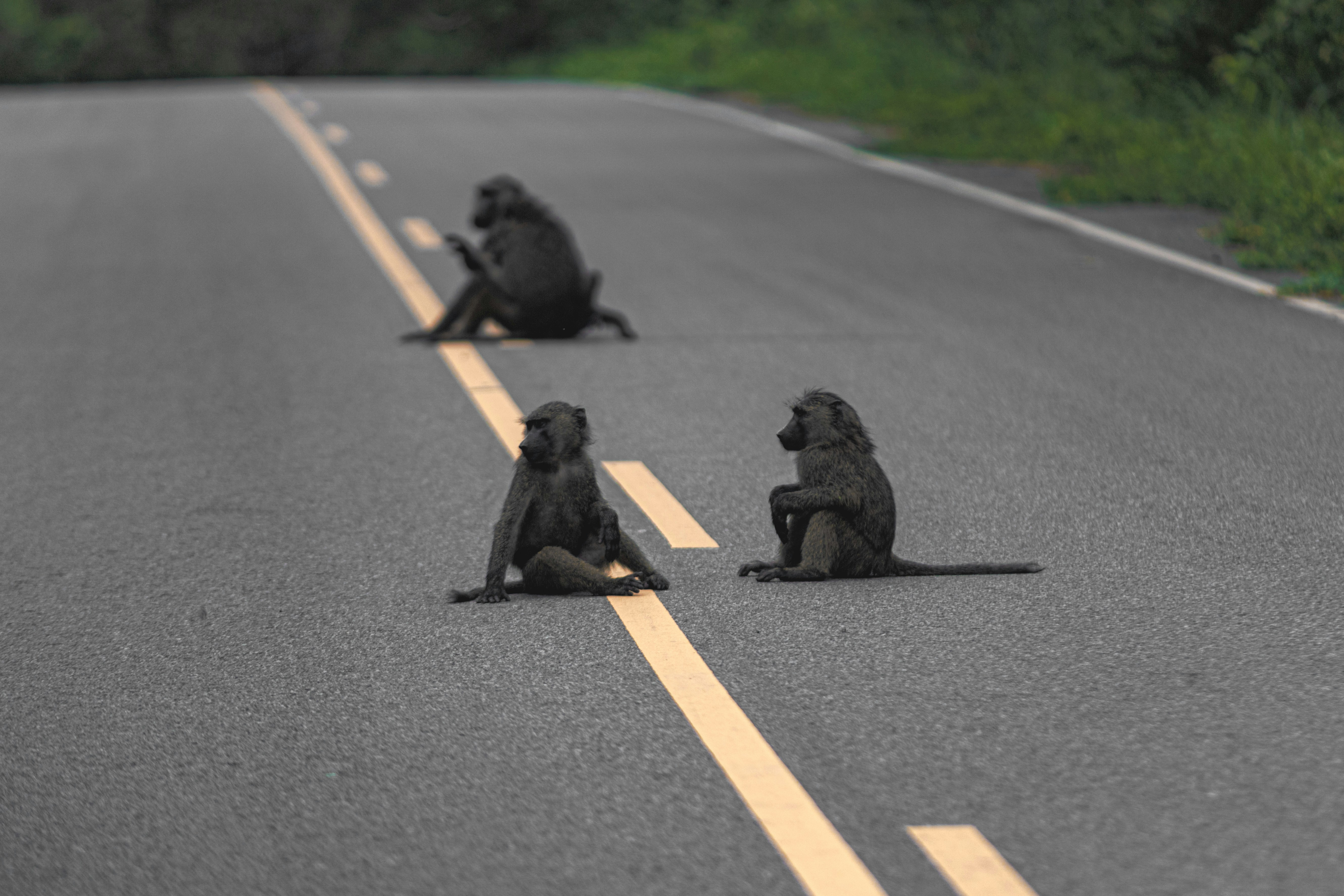 The Roadside Gathering: A Moment of Pause