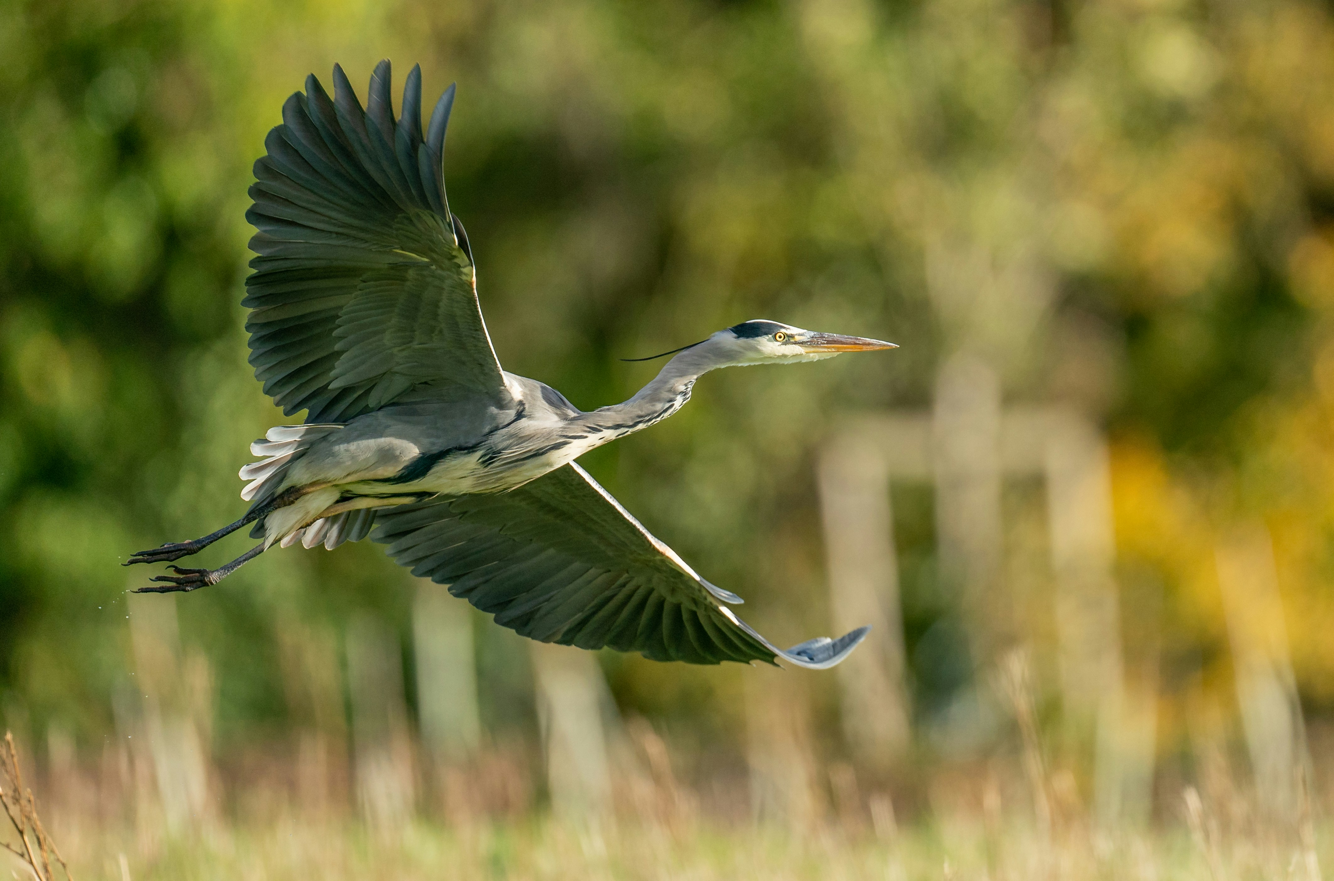Graceful Ascent: The Heron's Flight