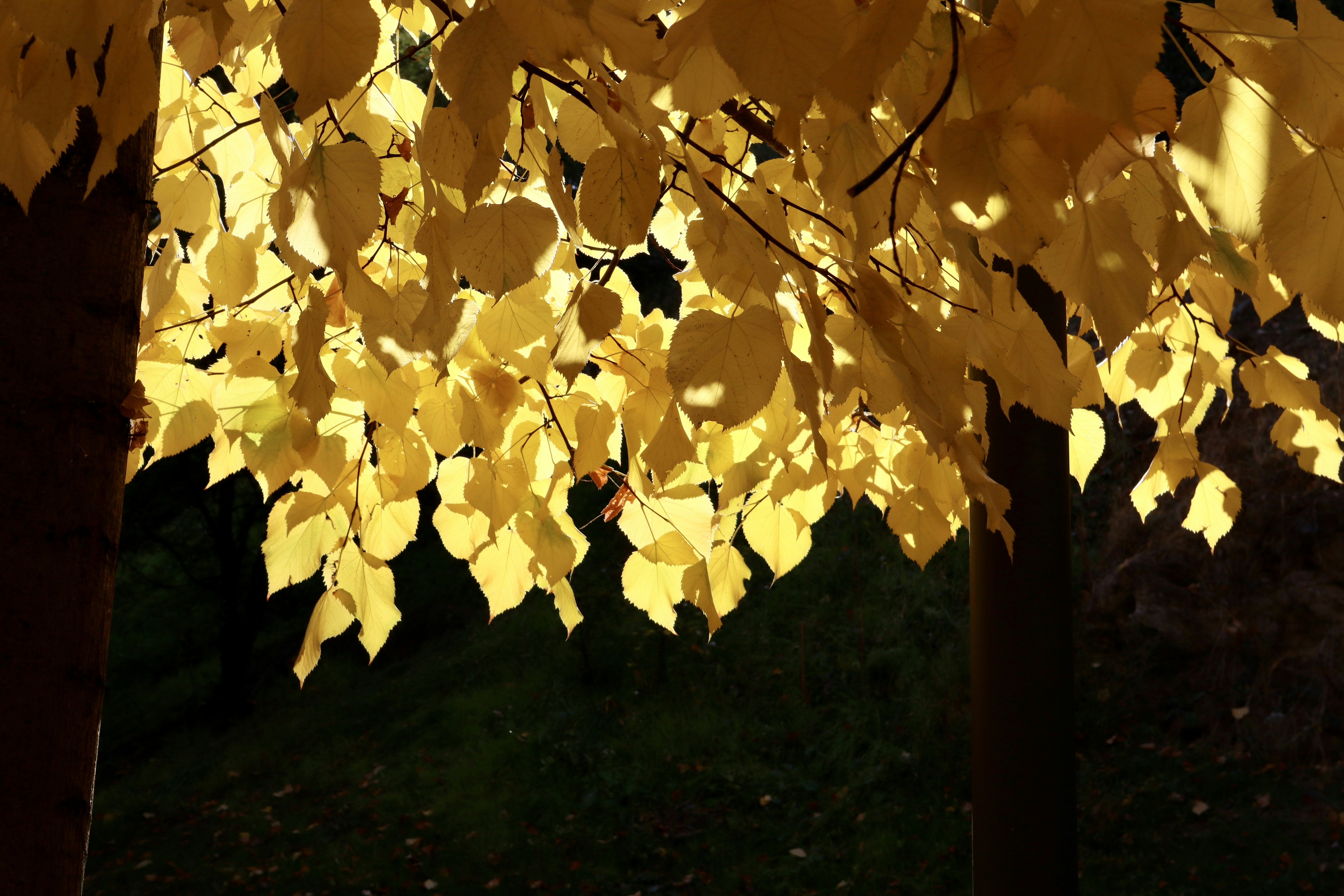 Sunlit Gold Canopy: Autumn Leaves Framed in Shadow