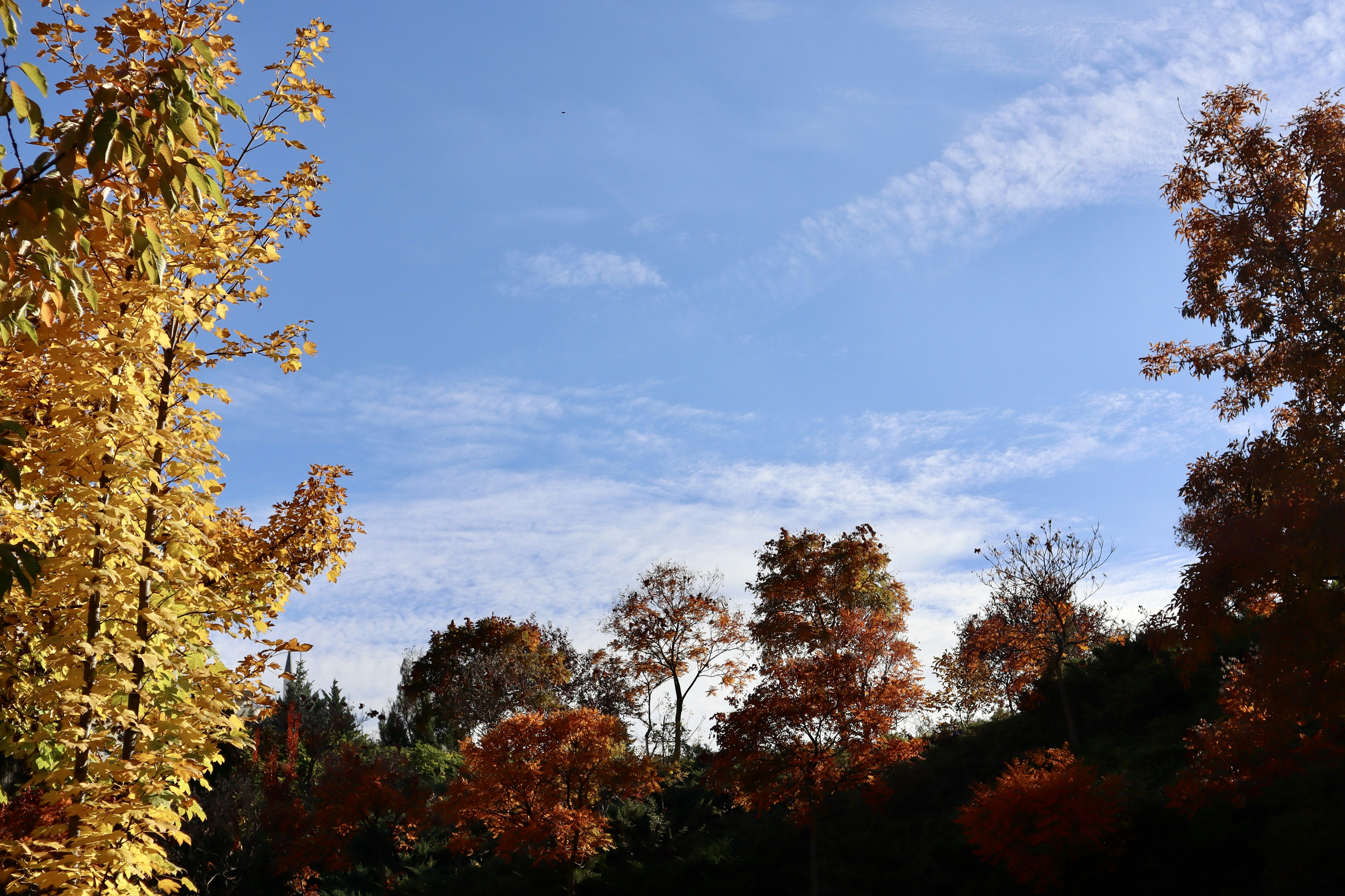 Vibrant autumn foliage in shades of gold and red against a clear blue sky, capturing the essence of the season's beauty.