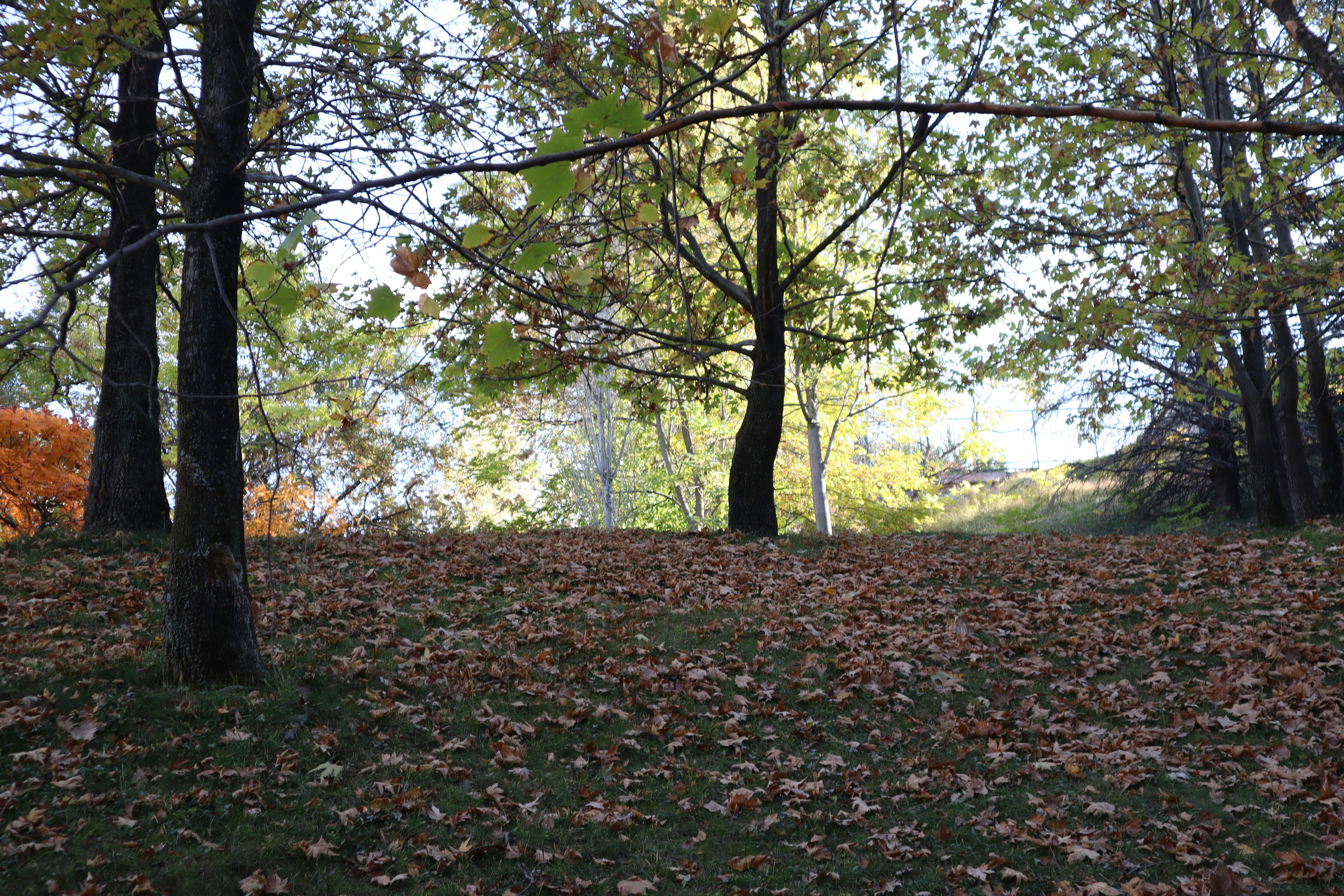 A serene landscape featuring a carpet of fallen leaves under towering trees, with sunlight filtering through the branches.