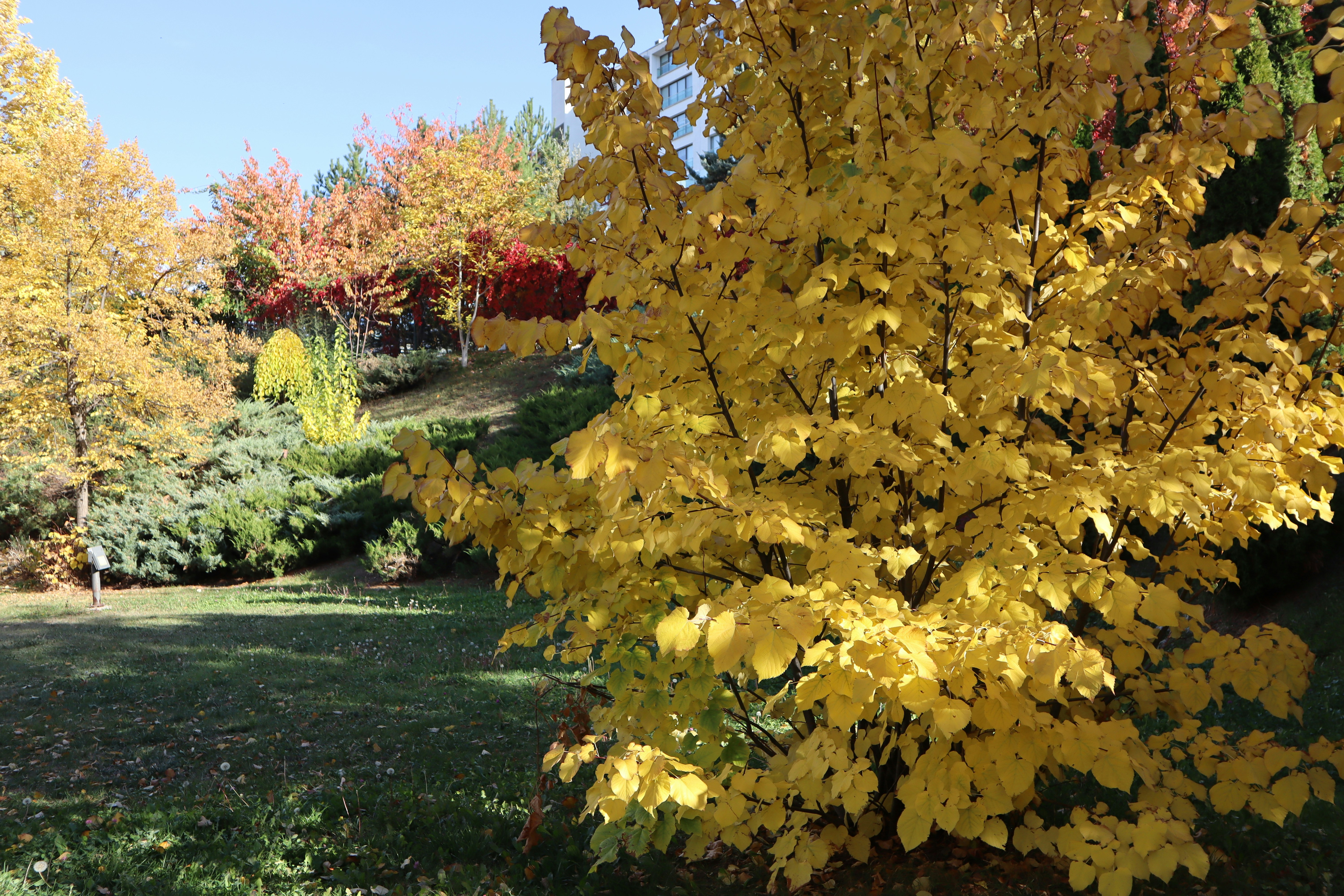 Vibrant yellow leaves of a maple tree contrast against a backdrop of colorful autumn foliage in a serene garden setting.