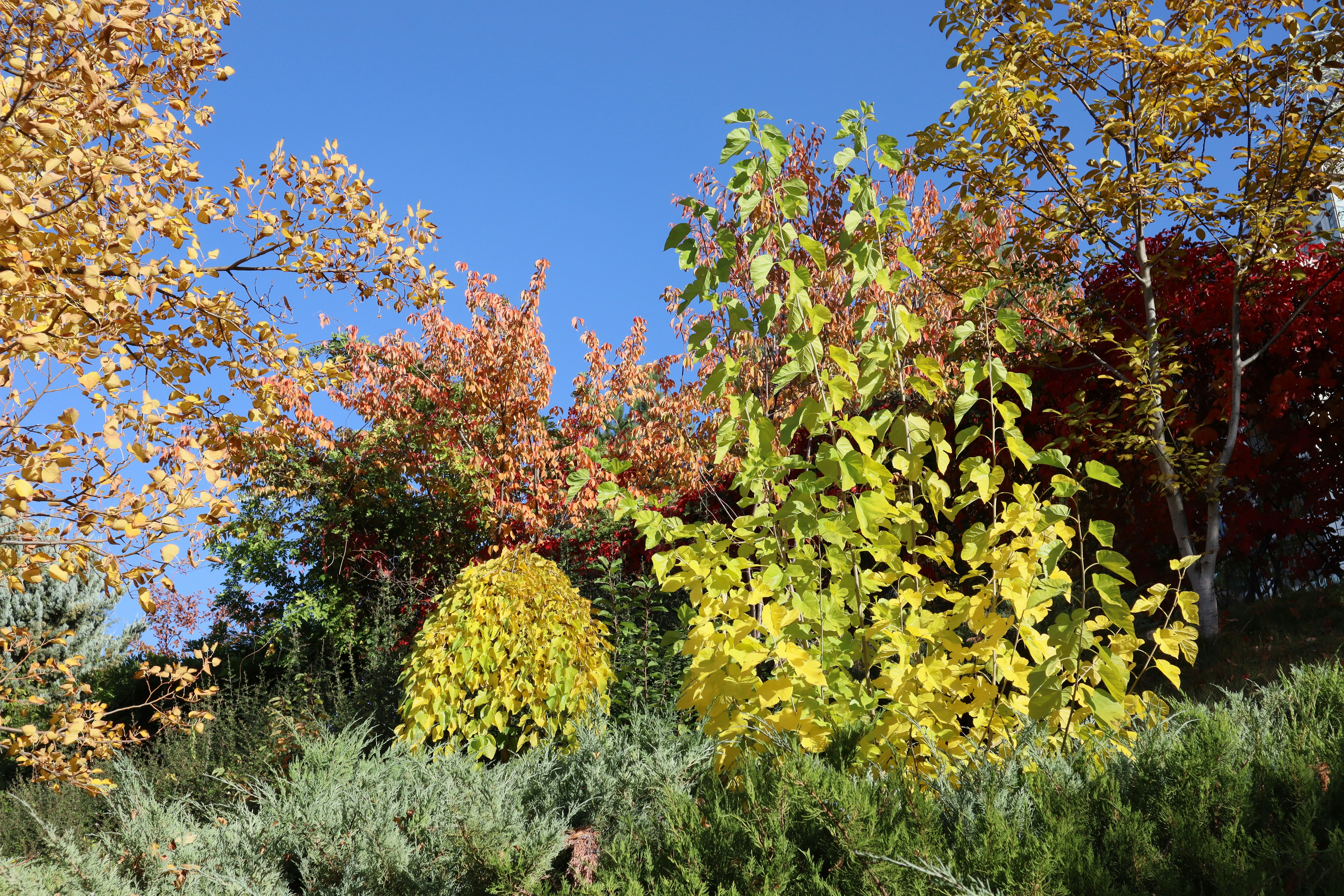 A vibrant display of autumn foliage showcasing a variety of colorful leaves in shades of yellow, orange, and red against a clear blue sky.