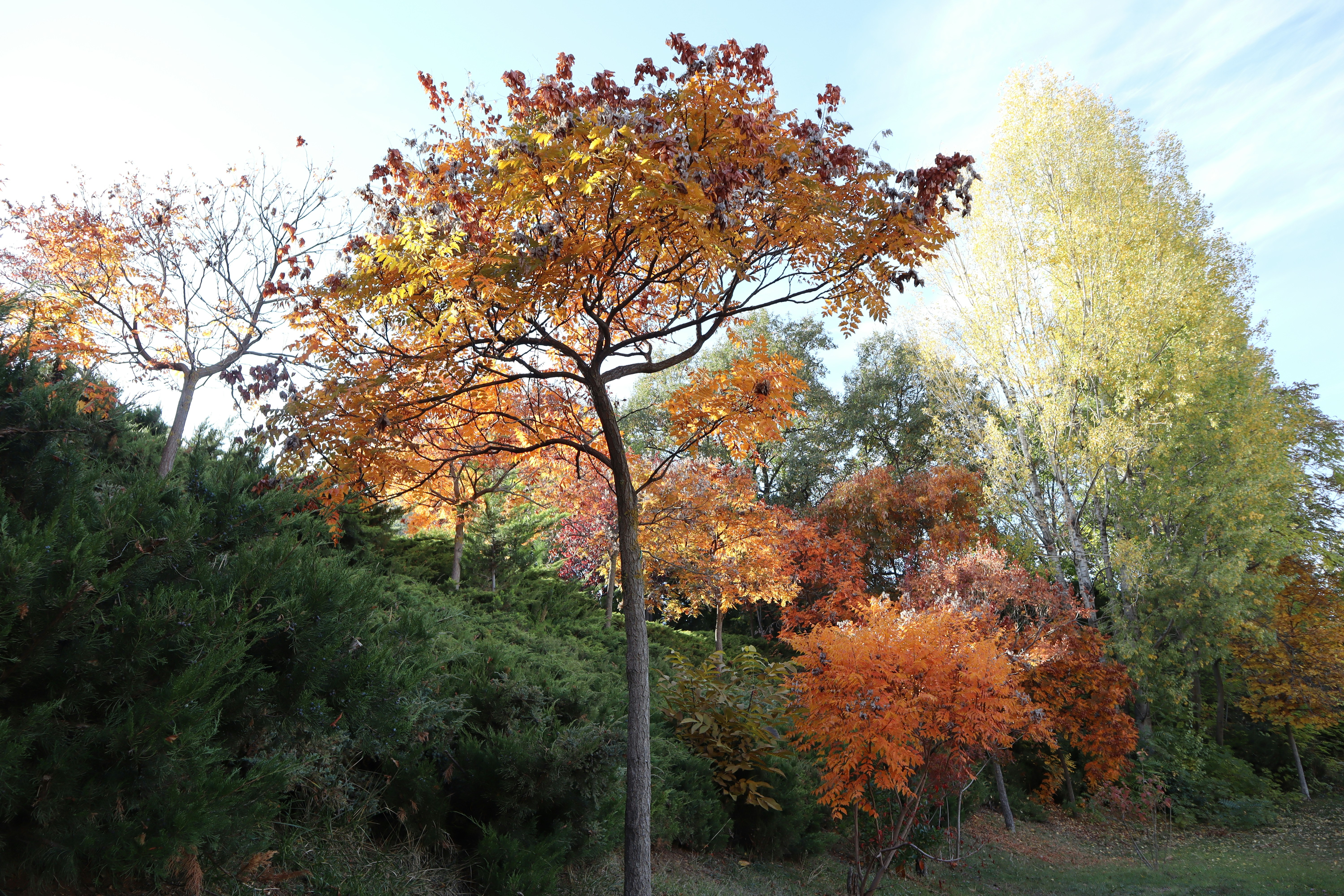 Autumn trees with colorful leaves on a sunny day
