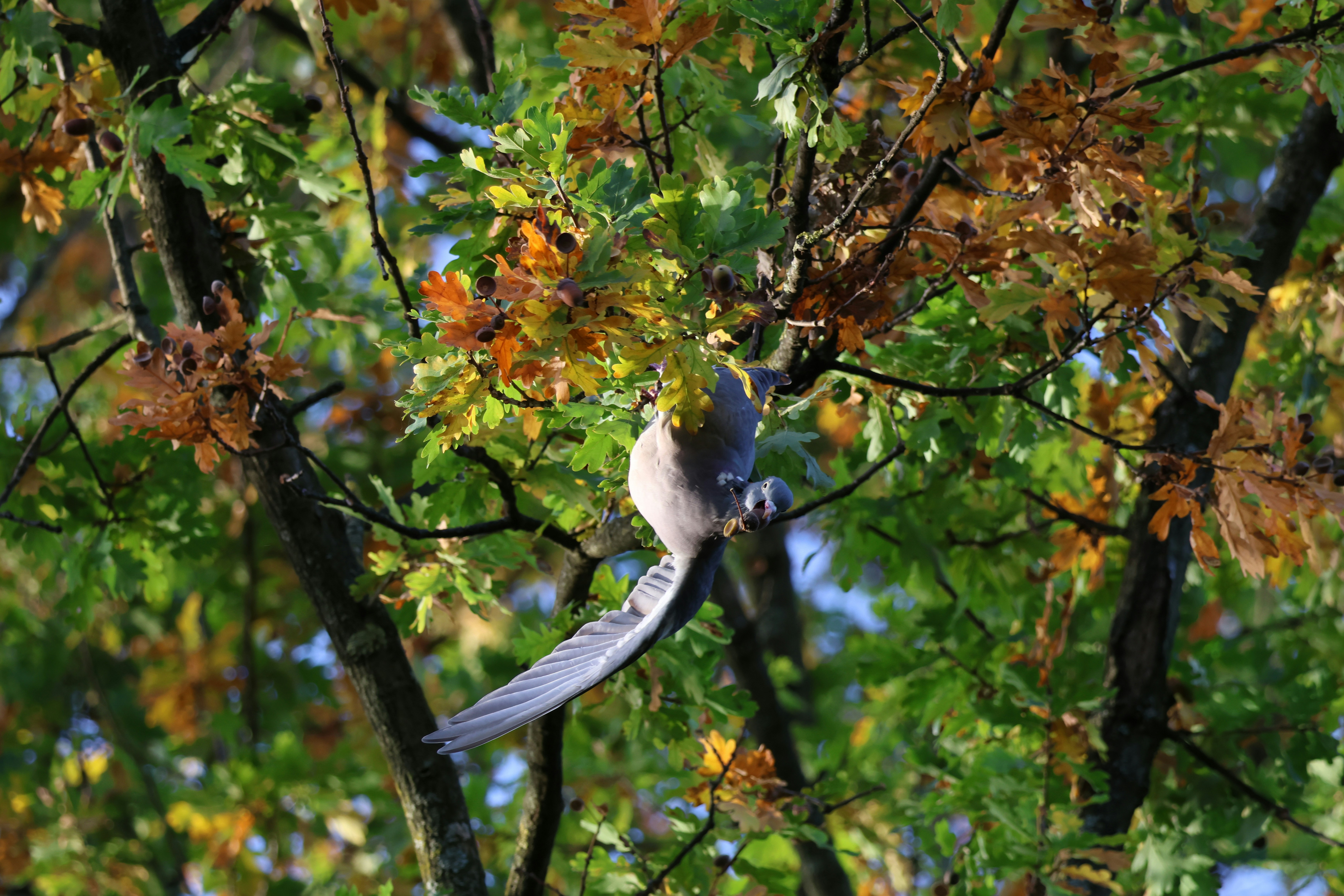 A dove perched on a tree branch with autumn leaves.