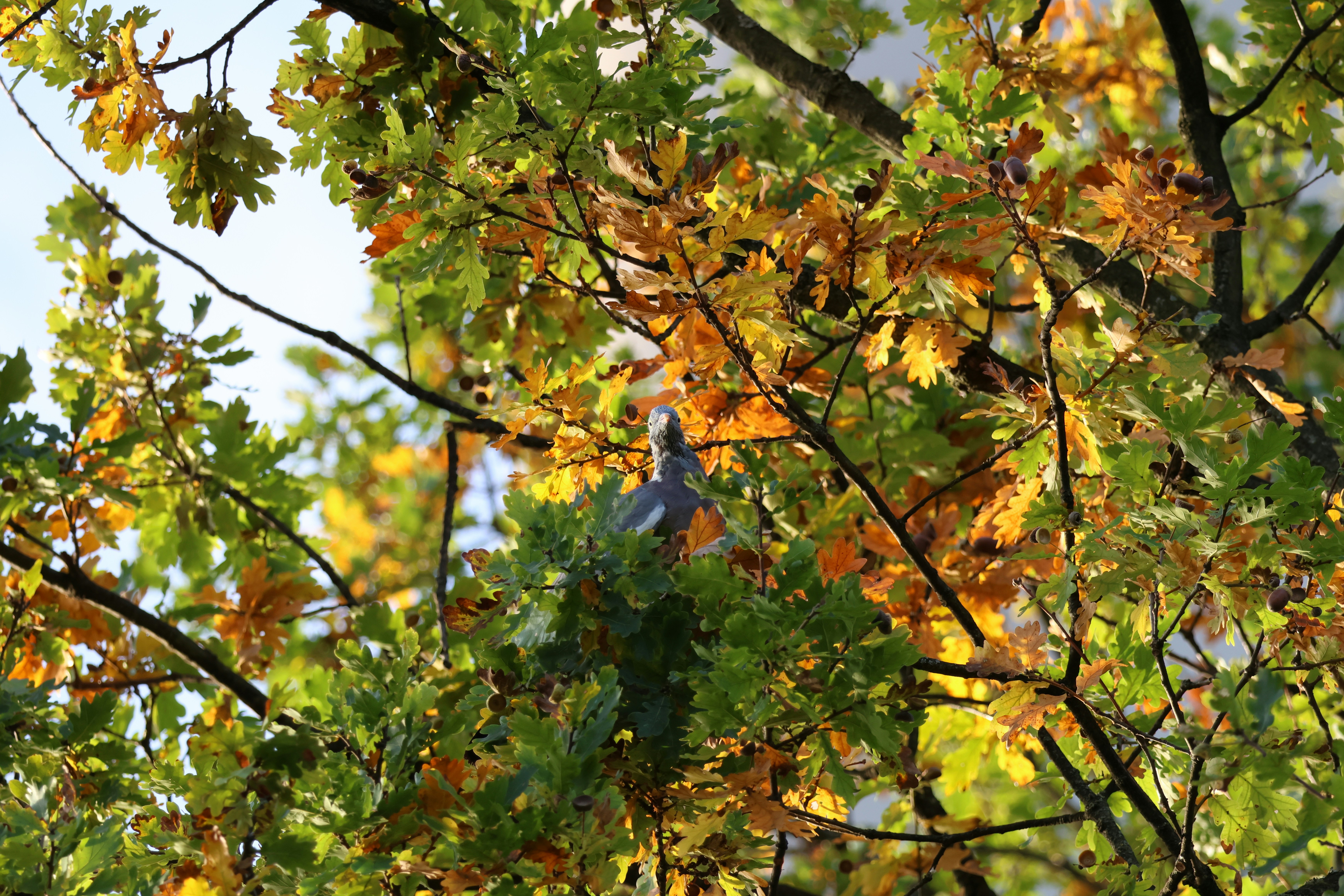 Autumn's Hidden Avian Gem