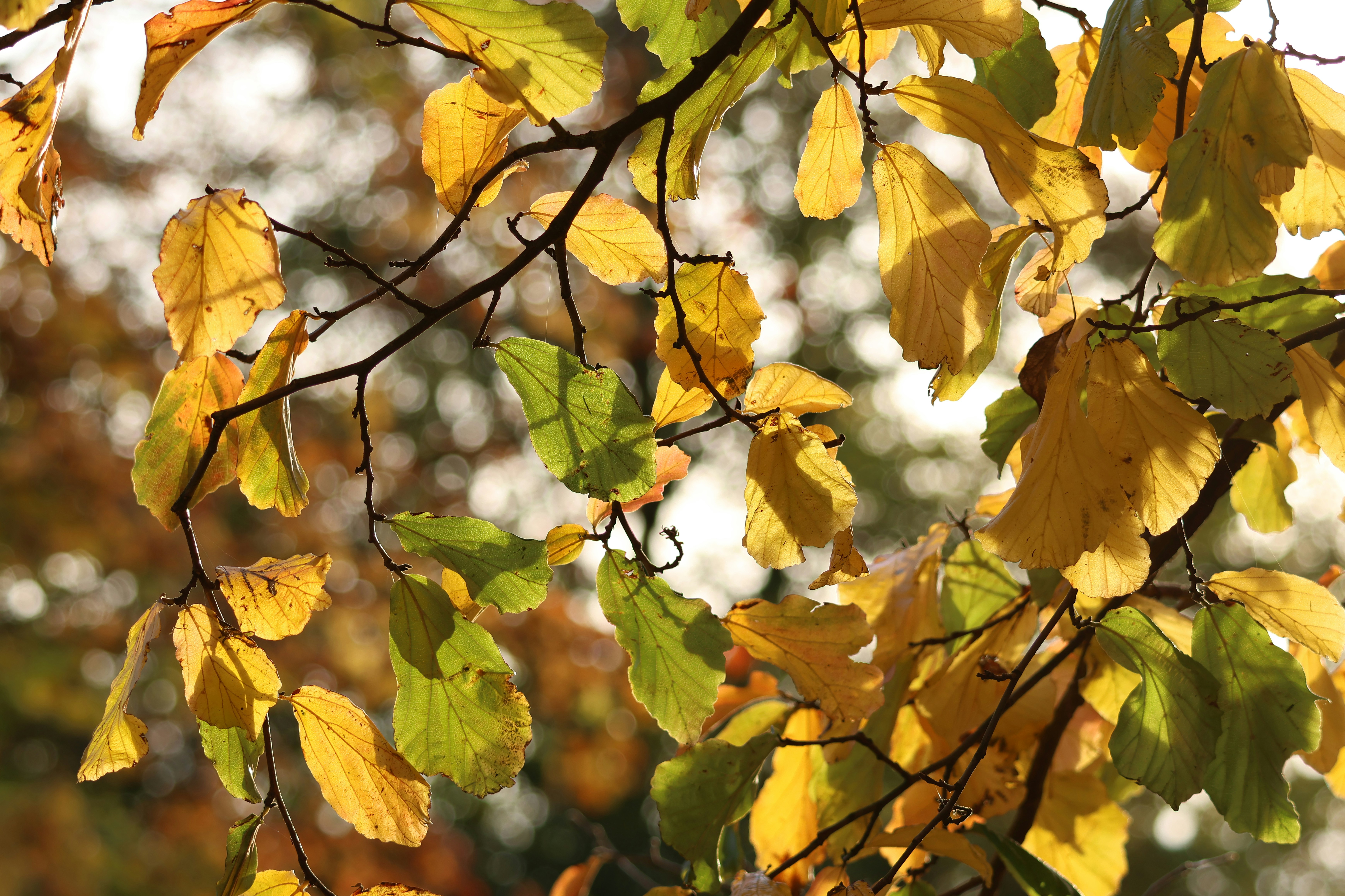 Autumn leaves on a tree branch