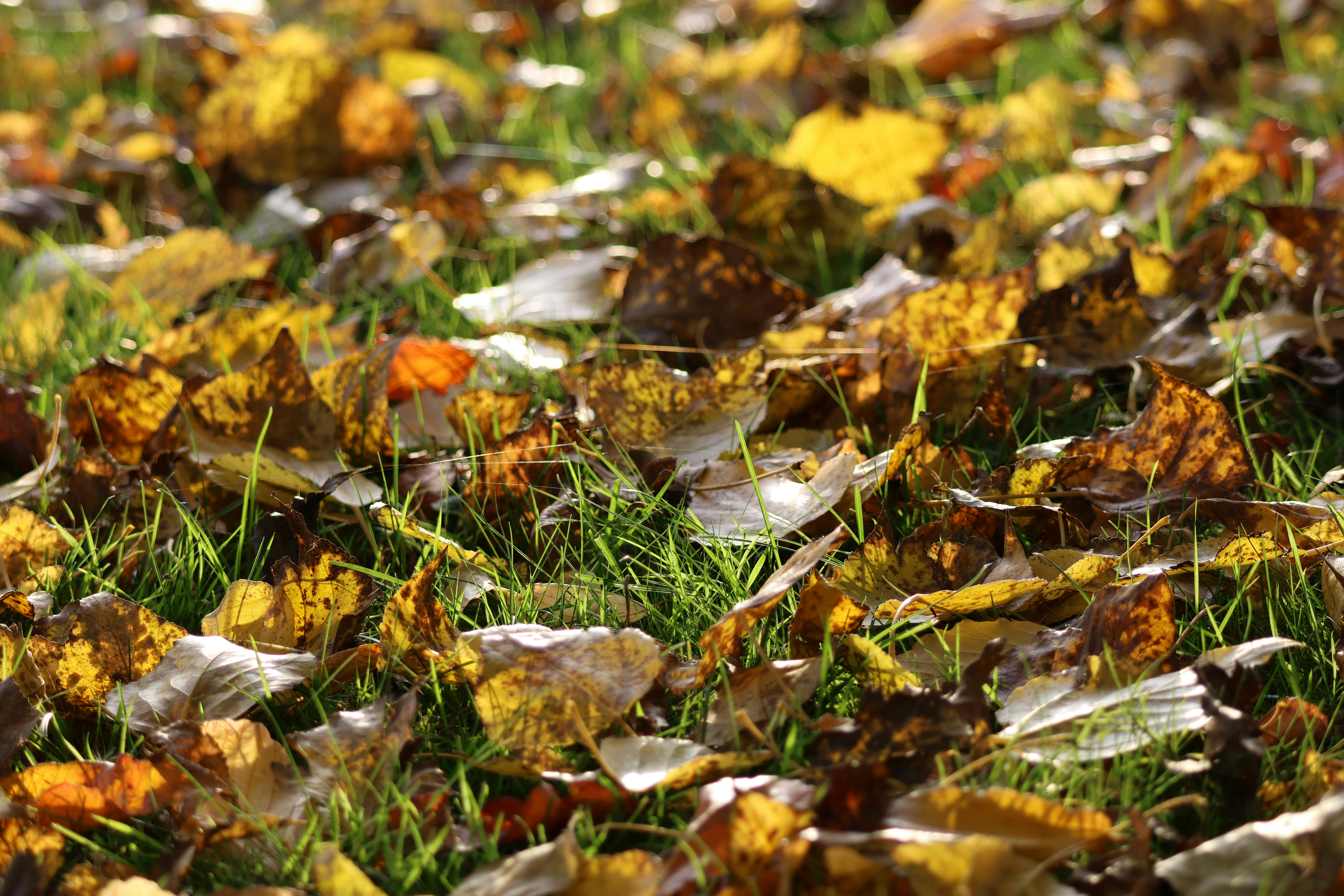 Colorful autumn leaves scattered across a grassy surface, showcasing the transition of seasons.