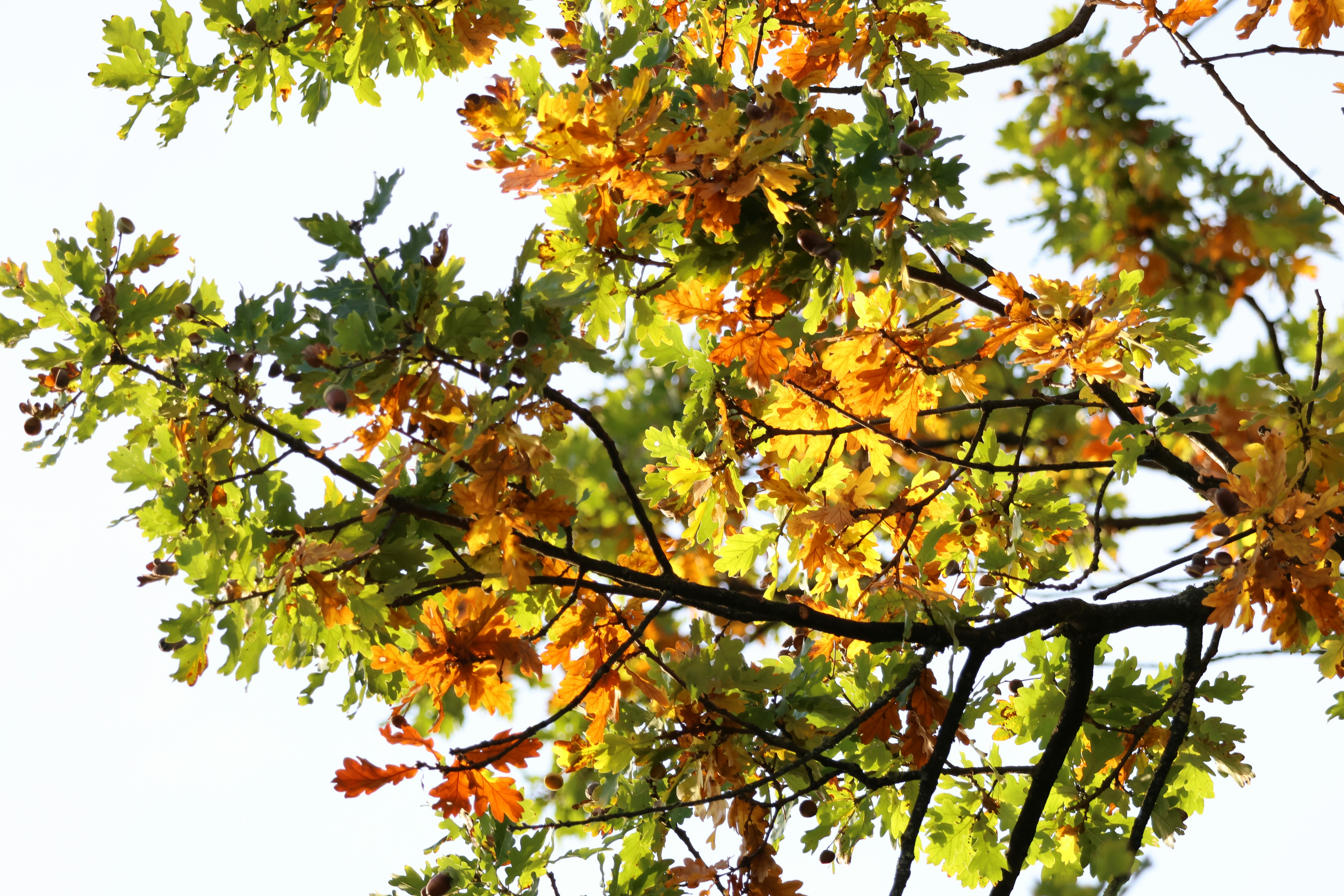 Vibrant autumn leaves in various shades of green and orange catch the sunlight, showcasing the seasonal transition. The intricate details of the foliage are highlighted against a bright sky.